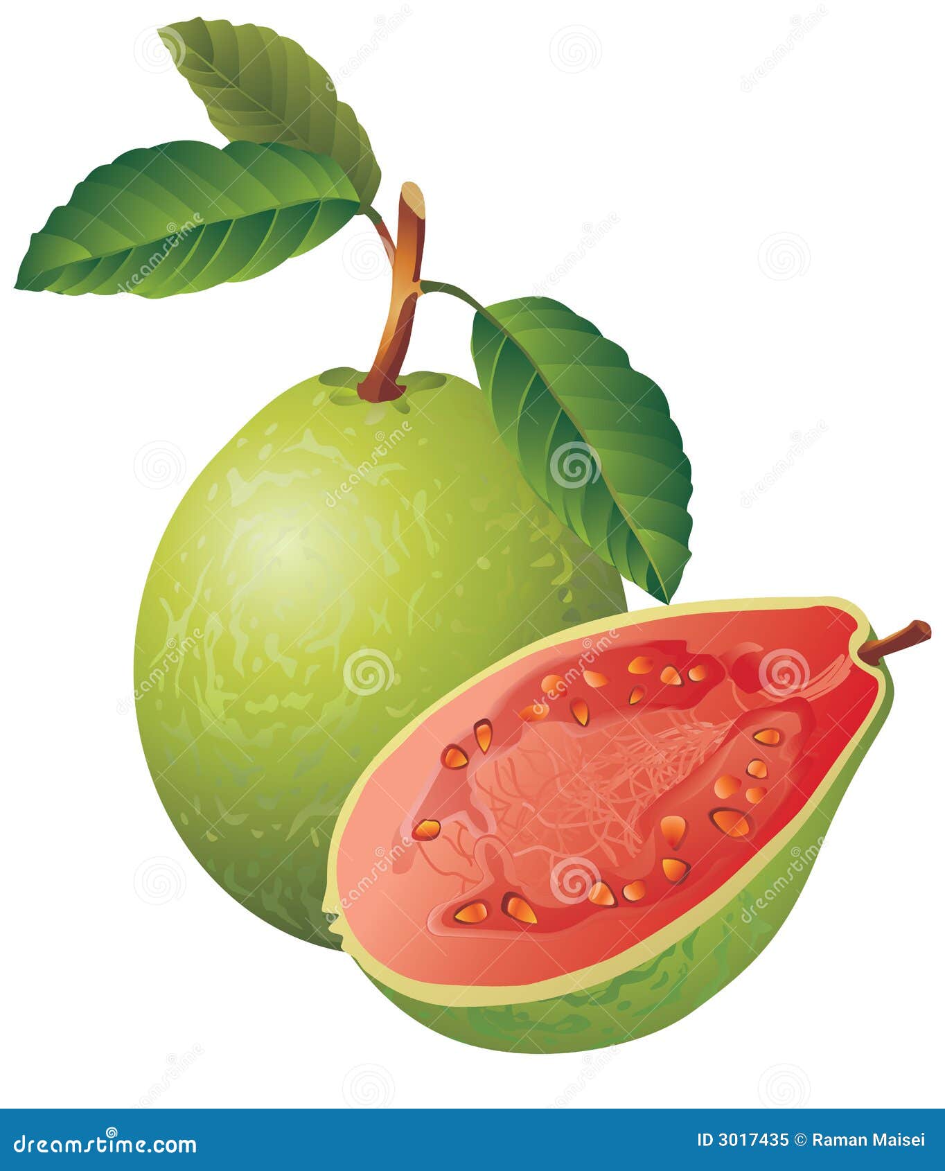 Guayaba ilustración del vector. Ilustración de rojo, guayaba - 3017435