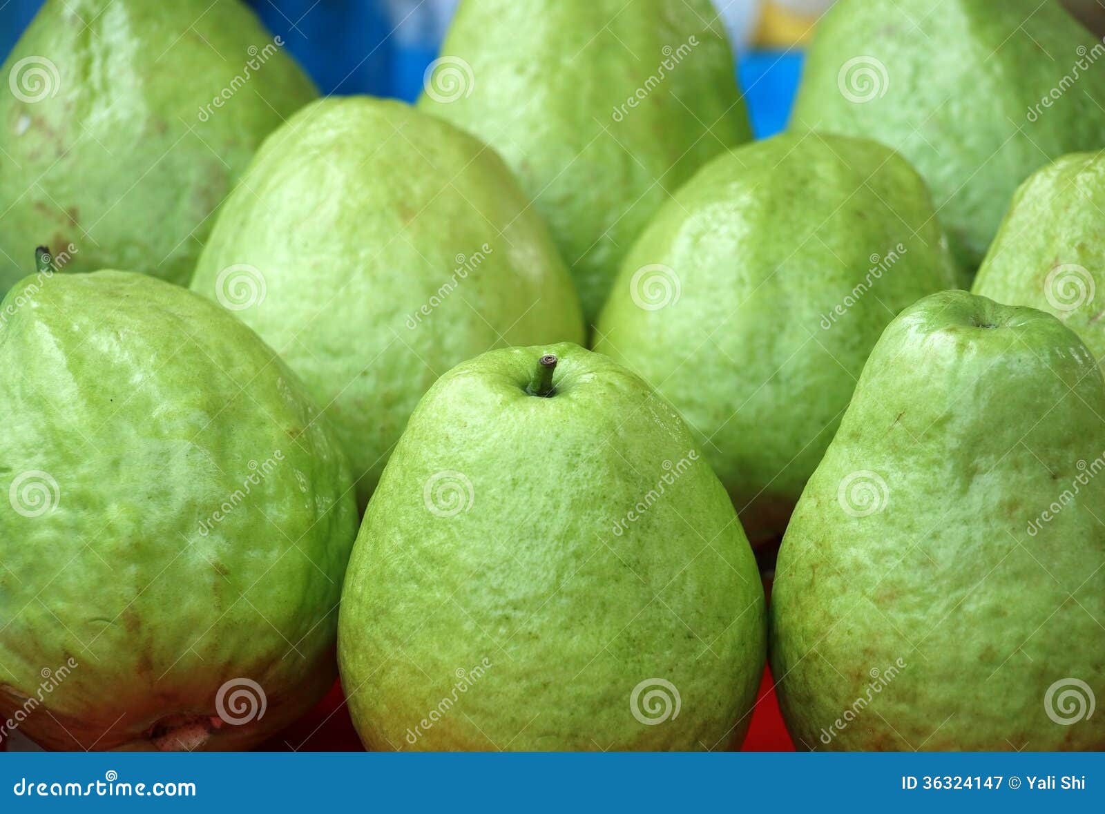 Guayabas verdes frescas imagen de archivo. Imagen de guayaba - 36324147