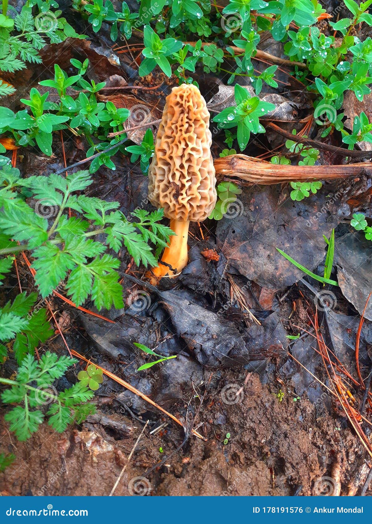 Guchi Stock Photos - Free & Royalty-Free Stock Photos from Dreamstime