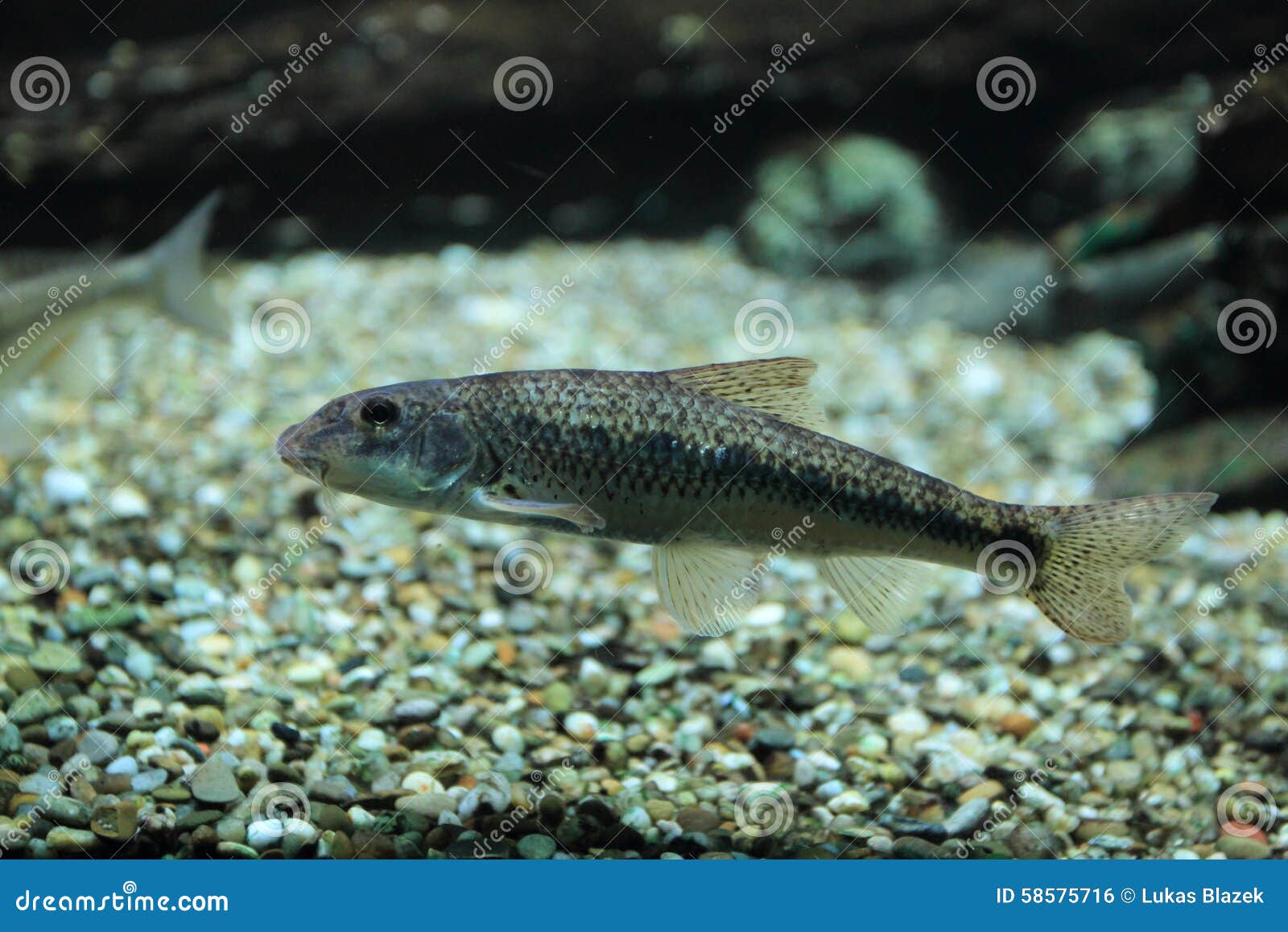 Gudgeon stock photo. Image of gobio, animal, gudgeon - 58575716