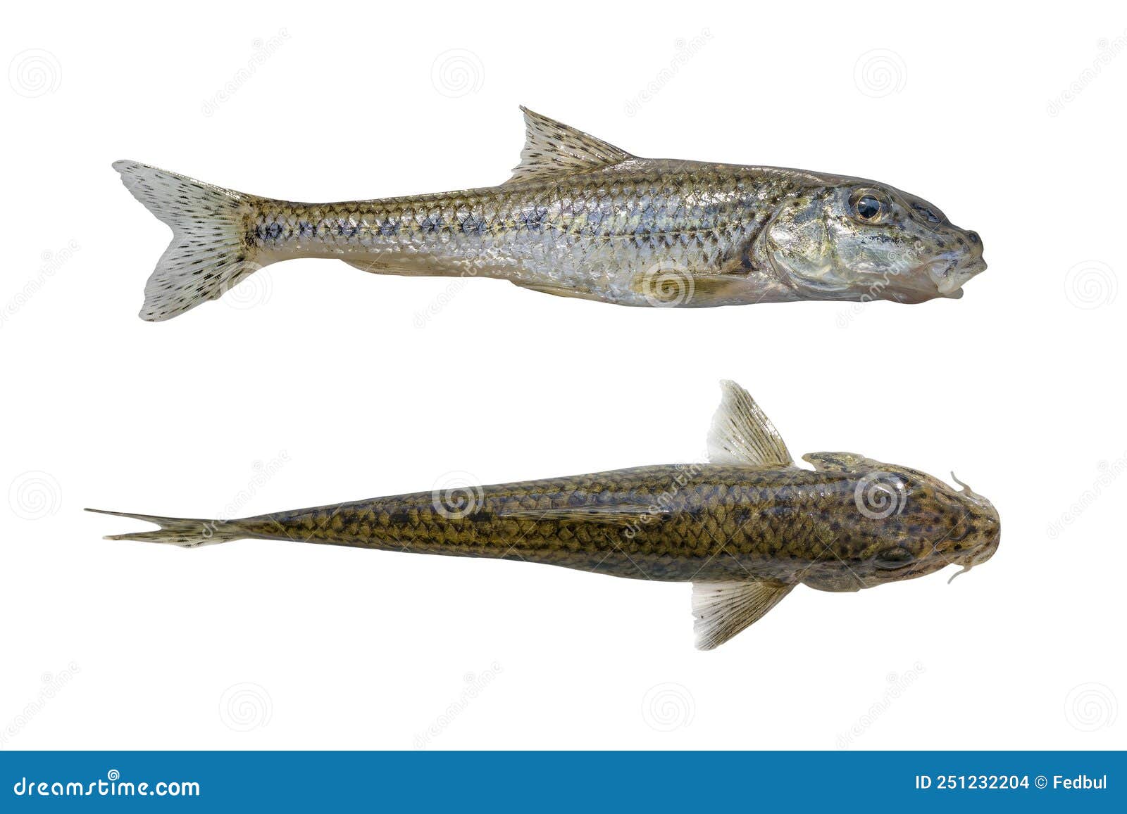Gudgeon Fish On A White Background Royalty-Free Stock Photography ...