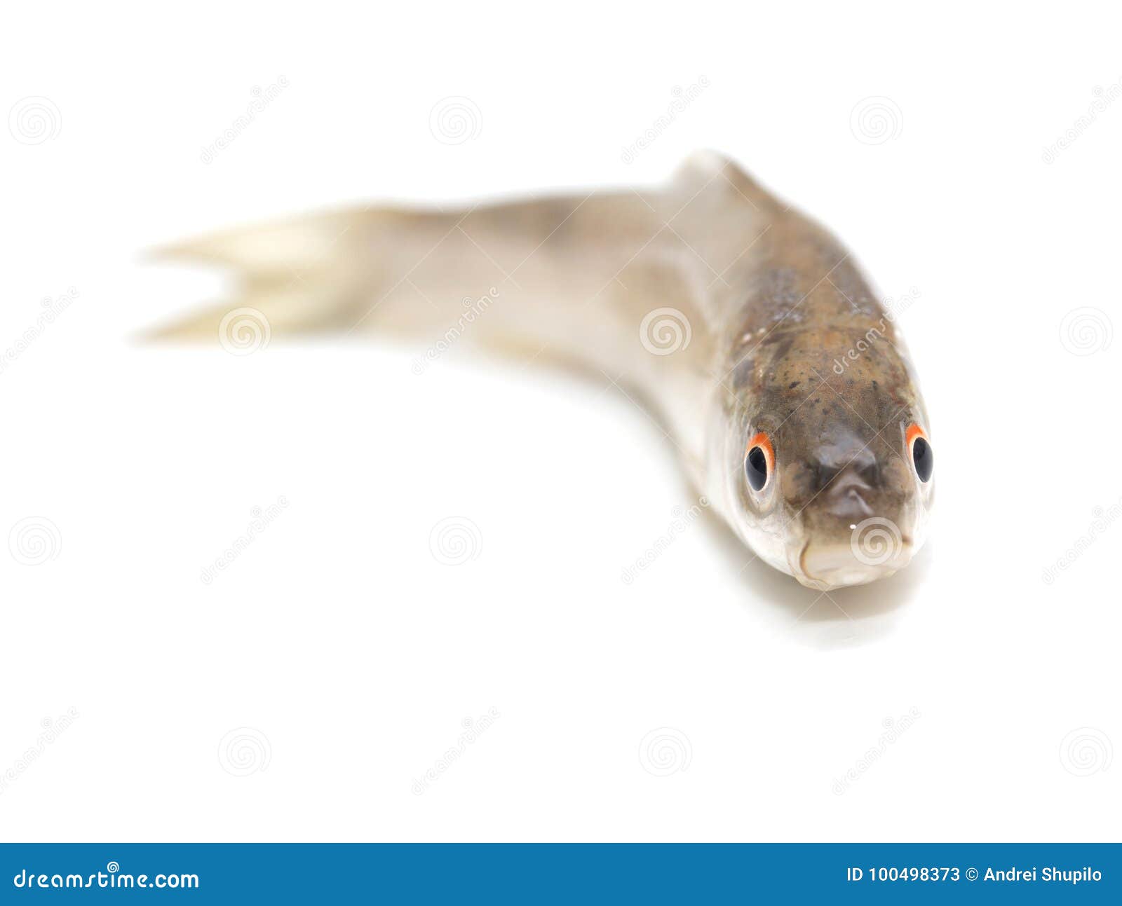 Gudgeon Fish On A White Background Royalty-Free Stock Photography ...