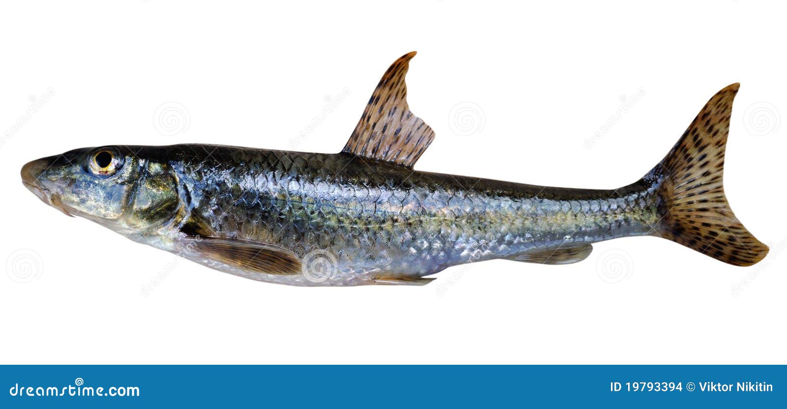 Gudgeon (Gobio gobio) stock photo. Image of fish, zoology - 19793394