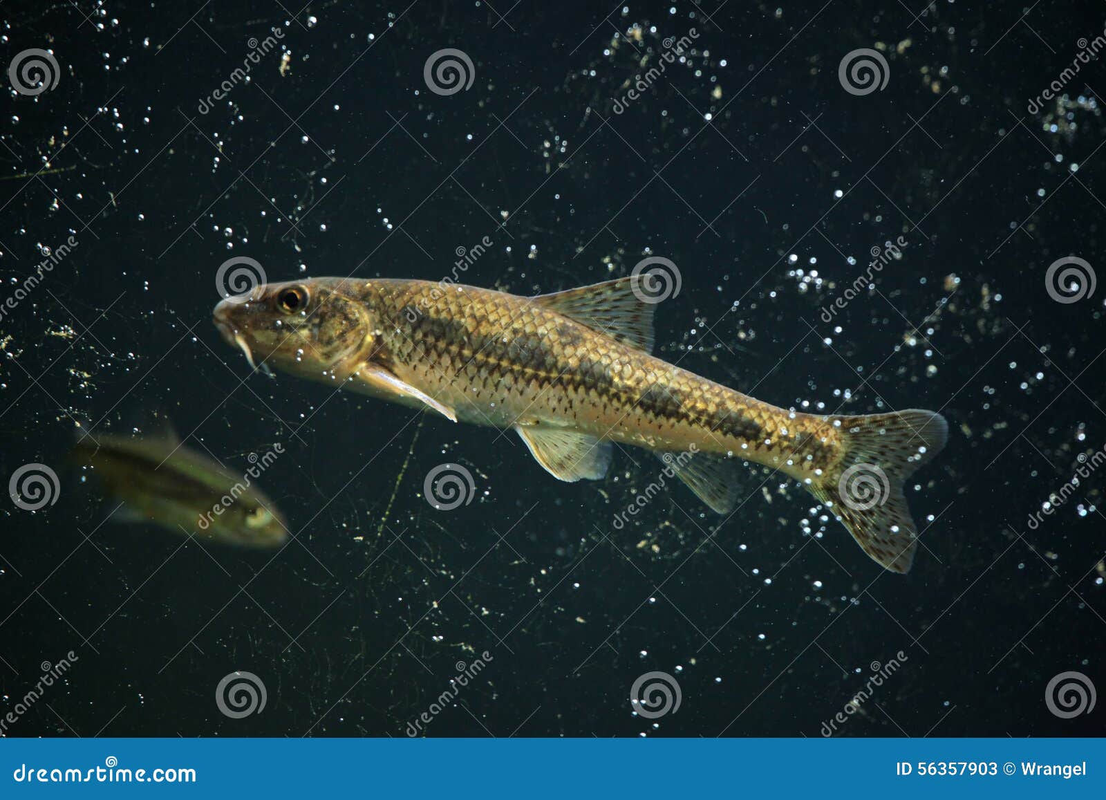 Gudgeon (Gobio gobio) stock image. Image of gobio, fish - 56357903