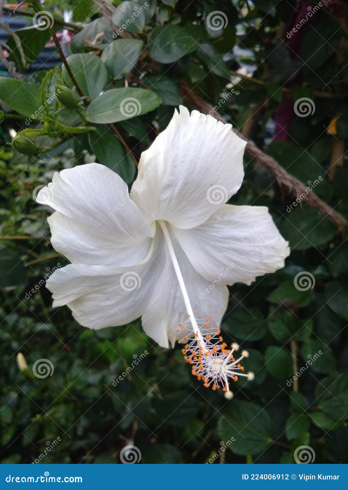 Gudhal flower stock photo. Image of herb, yellow, plant - 224006912