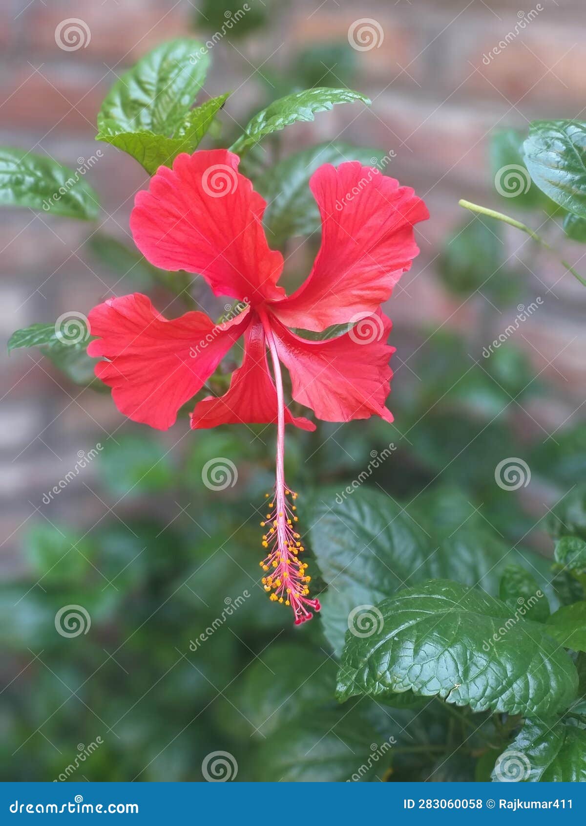 Gudhal flower stock photo. Image of punjab, selling - 283060058