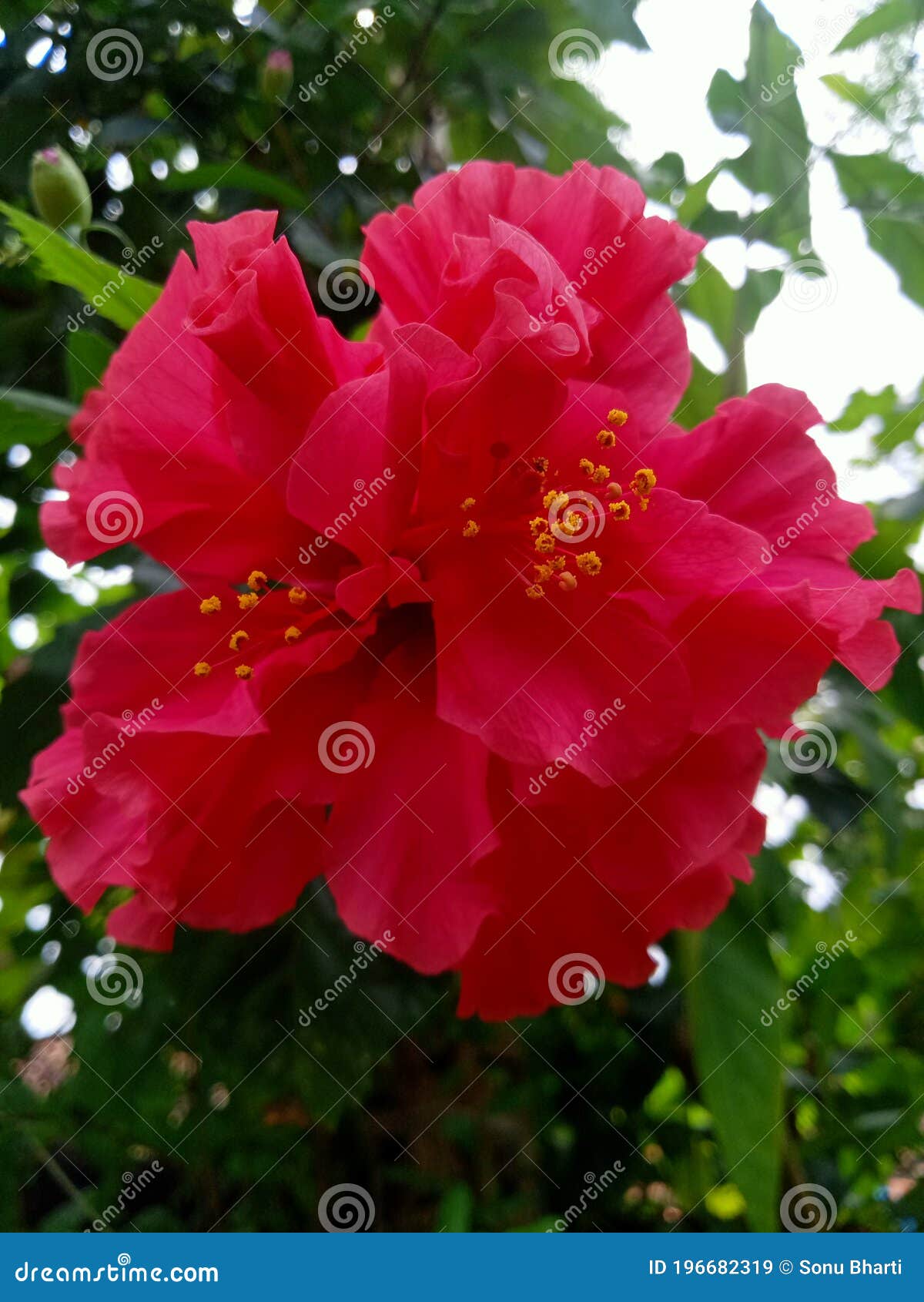 Gudhal Flower India& X27;s Garden Stock Image - Image of flower, indias ...