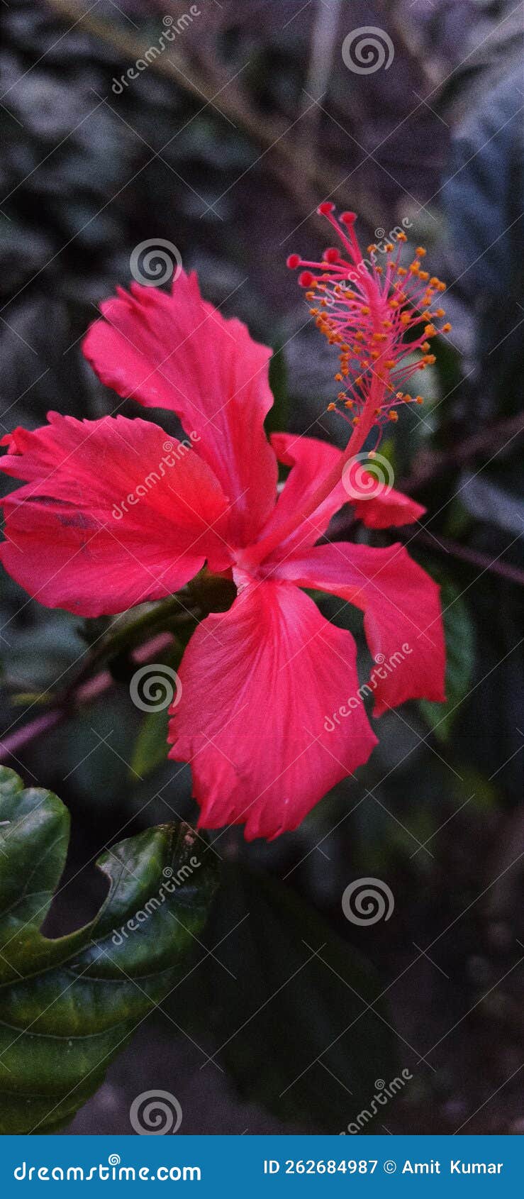 Gudhal Flower stock image. Image of blossom, produce - 262684987