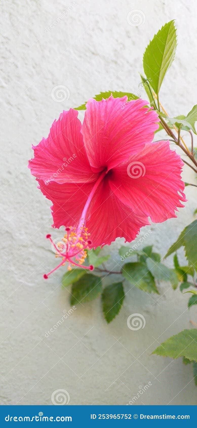 Gudhal flower Hibiscus stock photo. Image of gudhal - 253965752