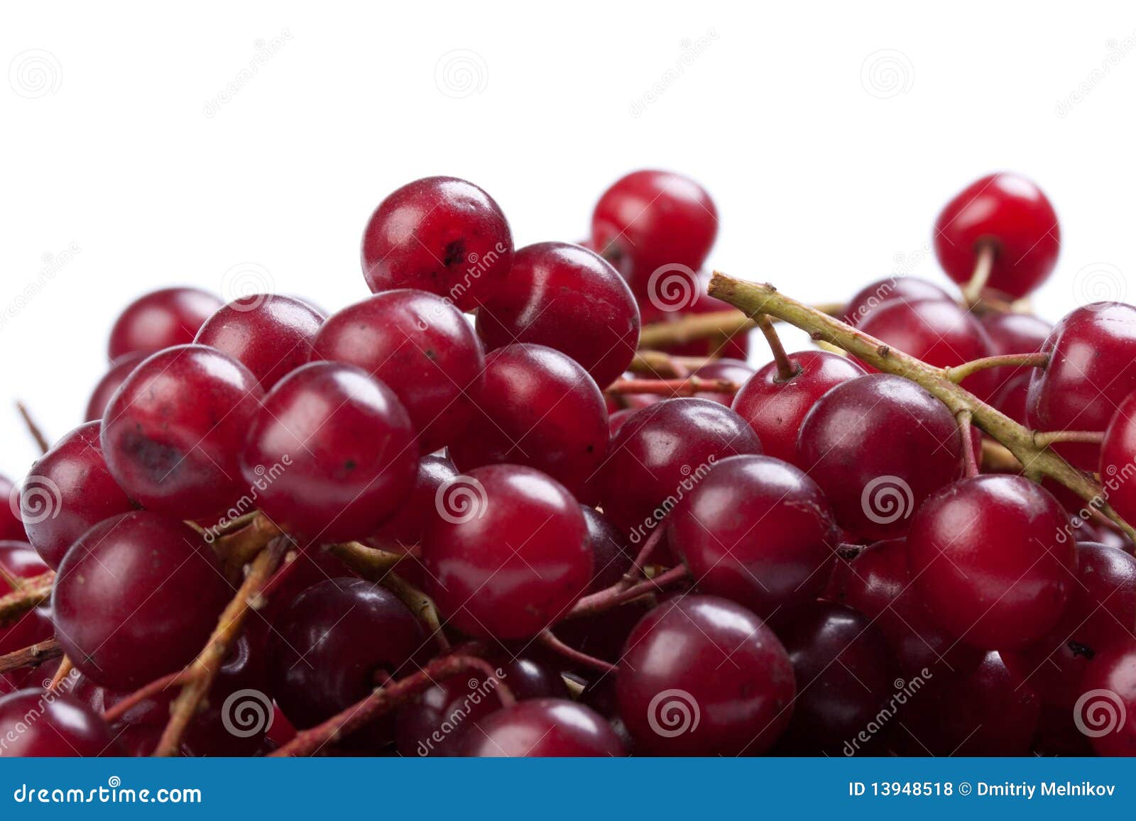 Guelder-rose berry stock photo. Image of nature, garden - 13948518