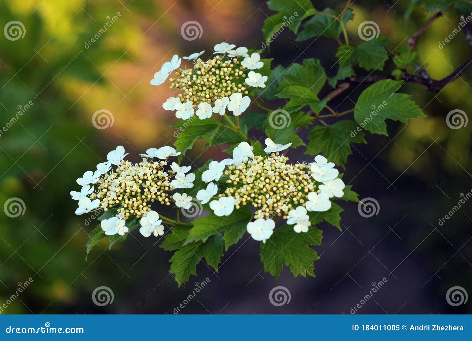 Guelder Rose Flowers at Springtime Stock Image - Image of decorative ...