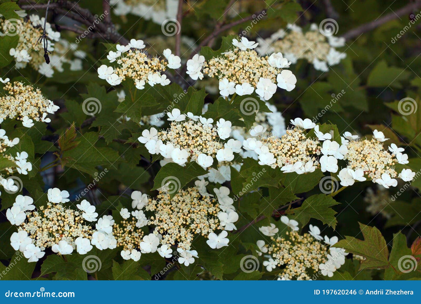 Guelder Rose Flowers at Springtime Stock Photo - Image of opulus, bush ...