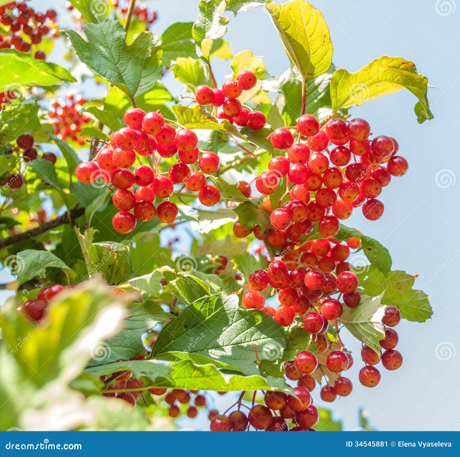 Guelder rose stock image. Image of guelder, color, botanic - 34545881