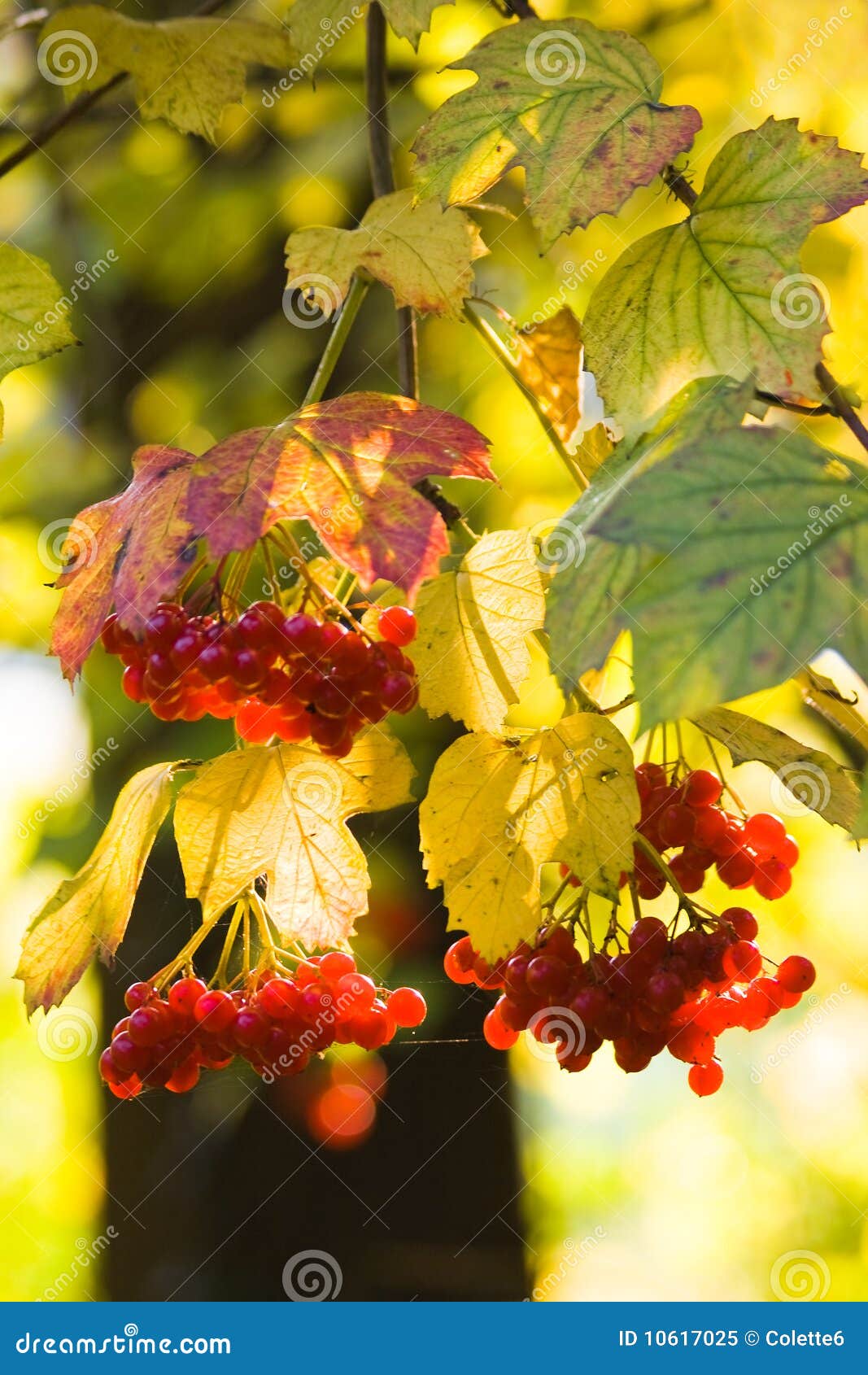 Guelder Rose or Snowball Tree Stock Image - Image of water, rose: 10617025