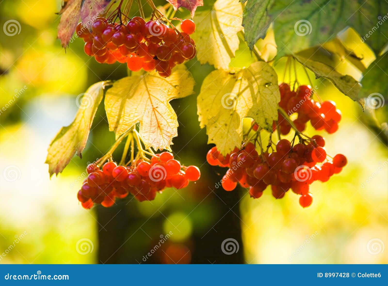 Guelder Rose or Snowball Tree Stock Photo - Image of guelder, autumn ...