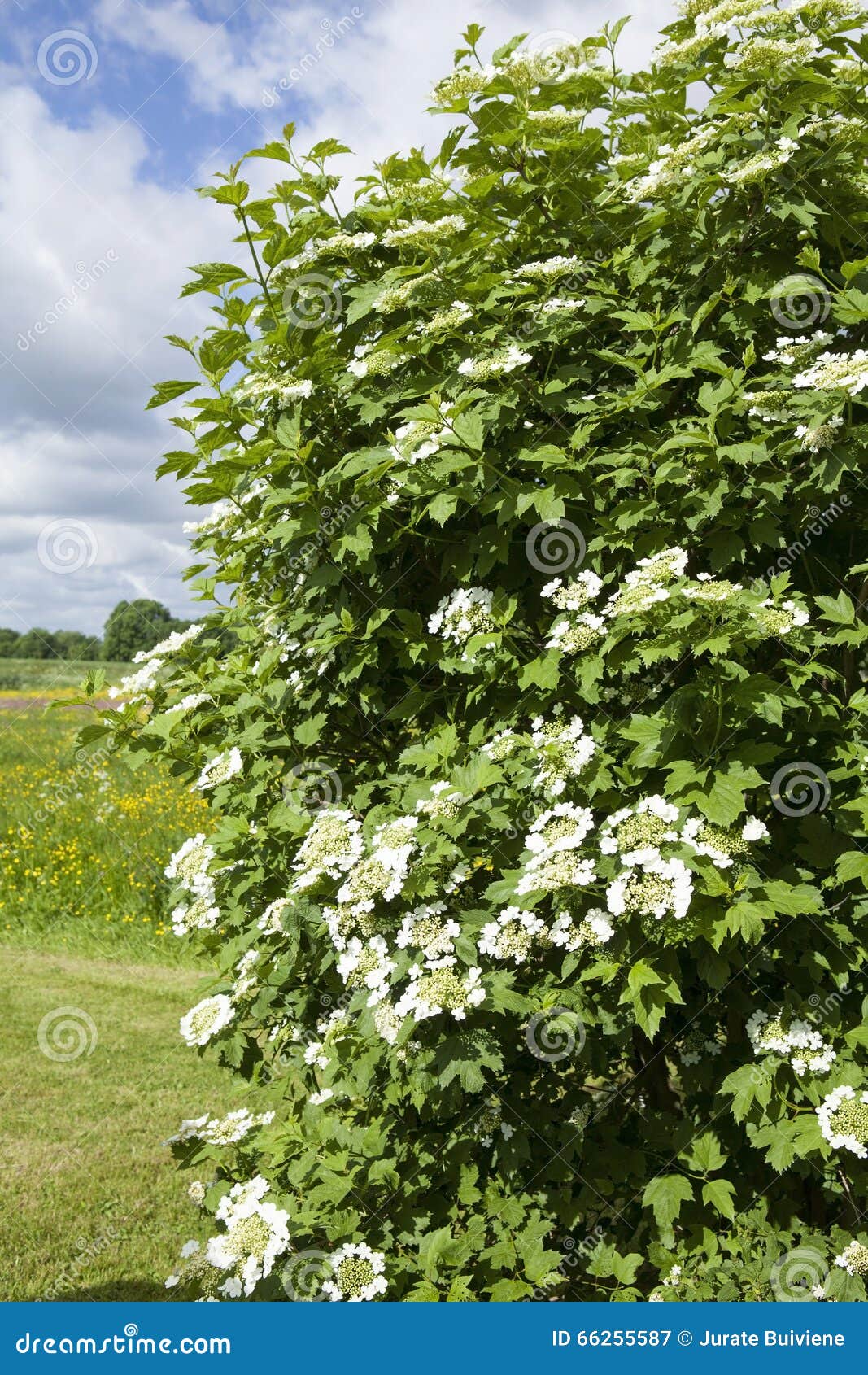 Guelder rose stock image. Image of opulus, guelder, nature - 66255587