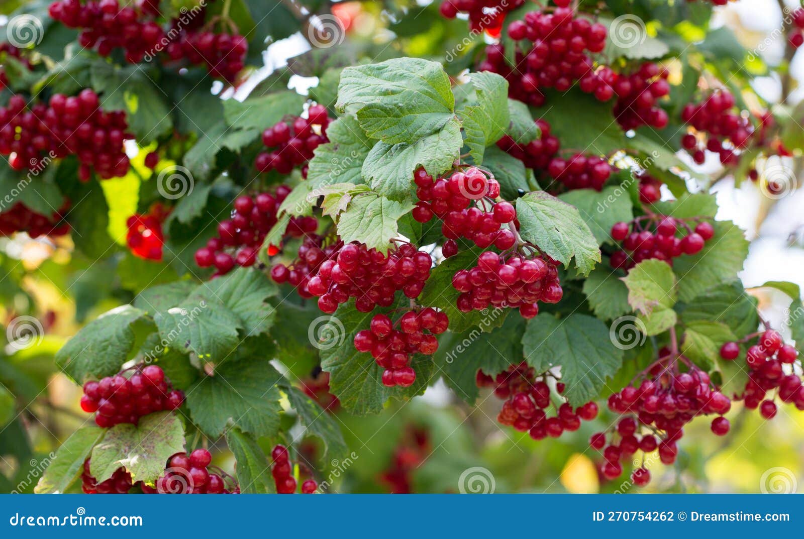 Guelder rose on the tree stock photo. Image of garden - 270754262