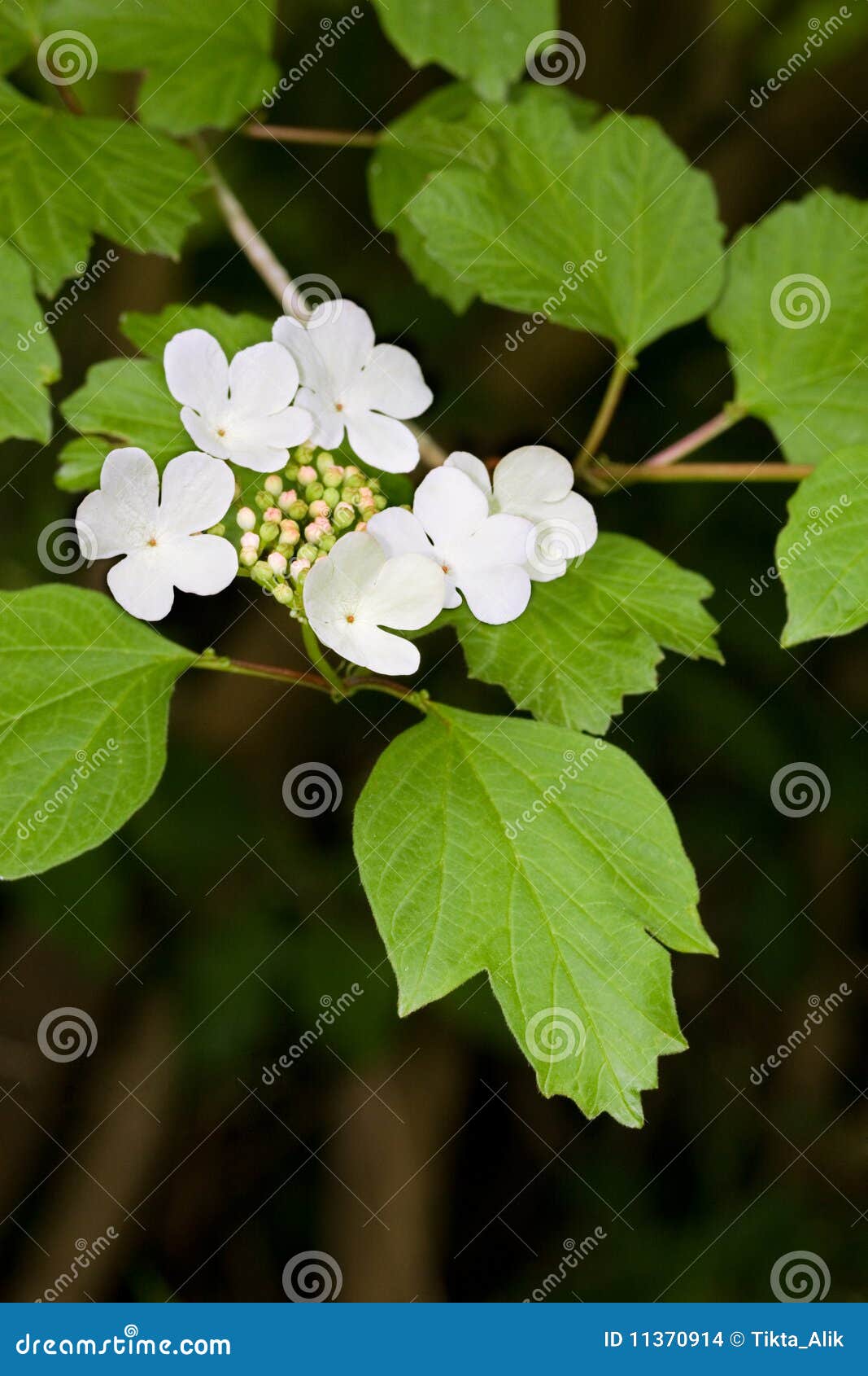 Guelder Rose. Viburnum Opulus Stock Photo - Image of vertical, rose ...
