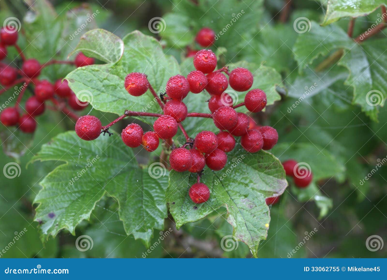 Guelder Rose, Viburnum Opulus Stock Image - Image of sorbus, hawthorn ...