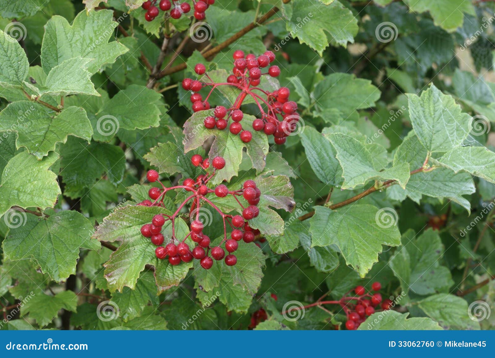 Guelder Rose, Viburnum Opulus Stock Photo - Image of heteromeles ...