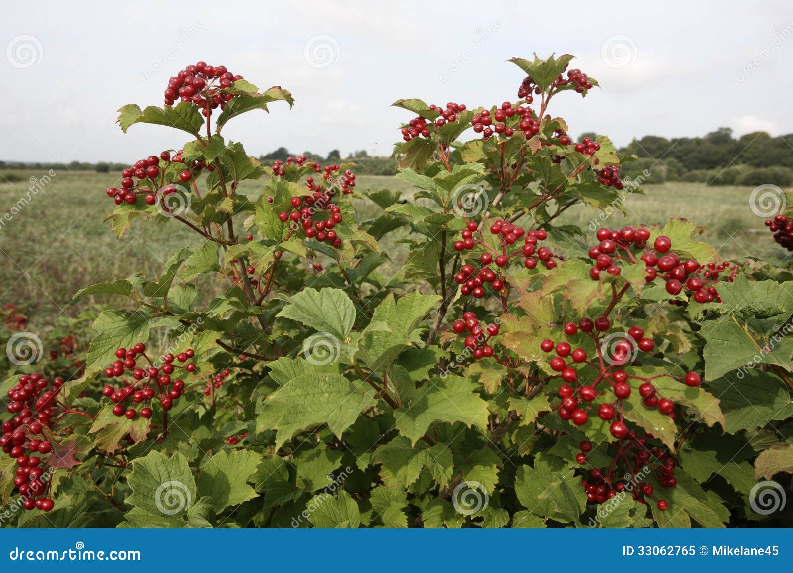 Guelder Rose, Viburnum Opulus Stock Image - Image of flower, hawthorn ...