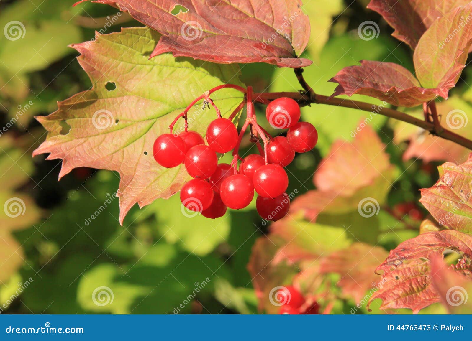 Guelder-rose stock image. Image of opulus, plant, sunlight - 44763473
