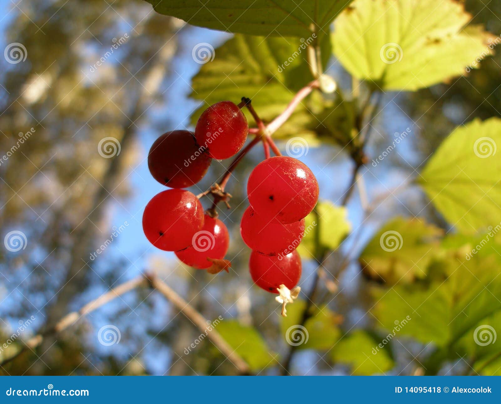 Guelder-si Sono Erse Le Bacche Fotografia Stock - Immagine di giardino ...