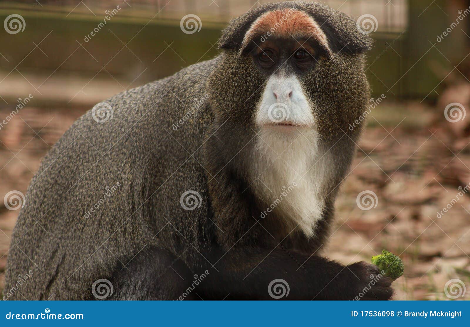Guenon stock foto. Image of voedsel, zoogdier, bruin - 17536098