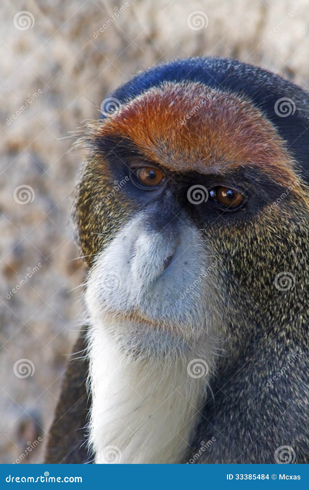 Guenon stock photo. Image of detail, africa, sadness - 33385484