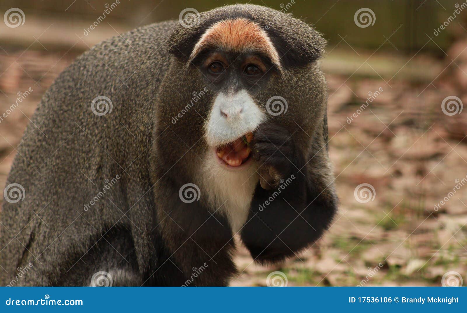 Guenon Eating stock photo. Image of monkey, guenon, broccoli - 17536106