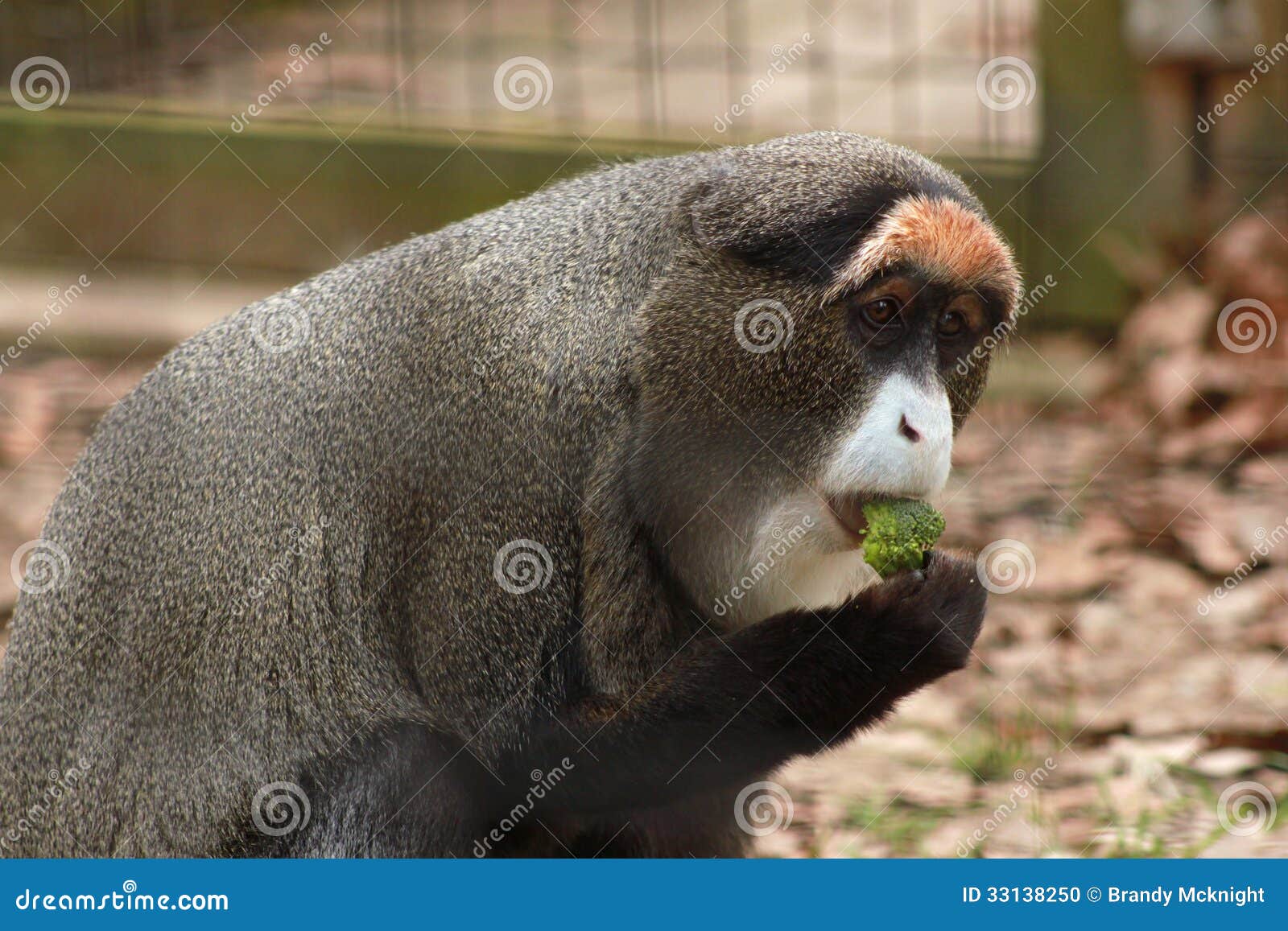 Guenon stock photo. Image of animal, beast, hairy, endangered - 33138250