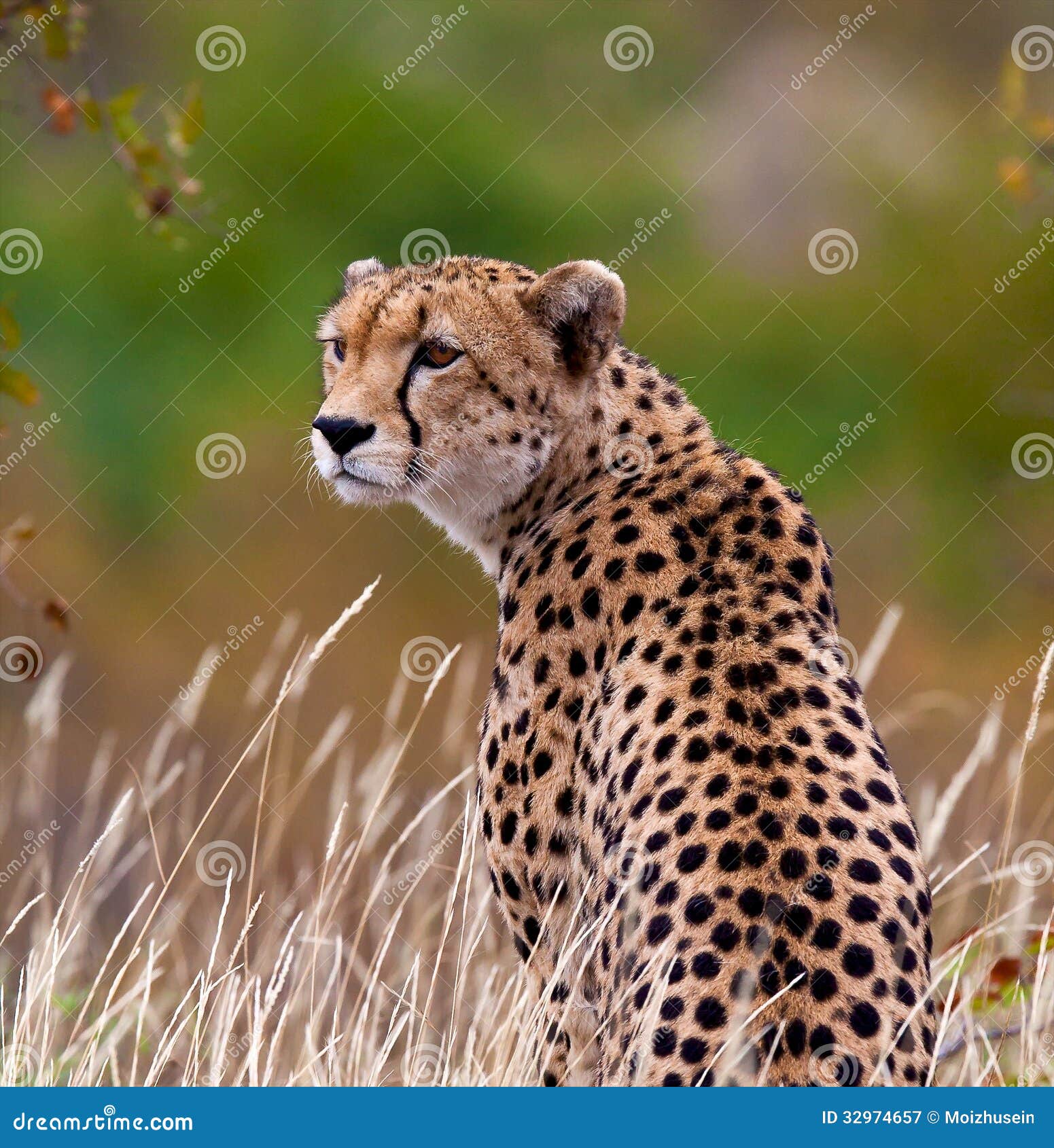 Guepardo imagen de archivo. Imagen de guepardo, cubo - 32974657