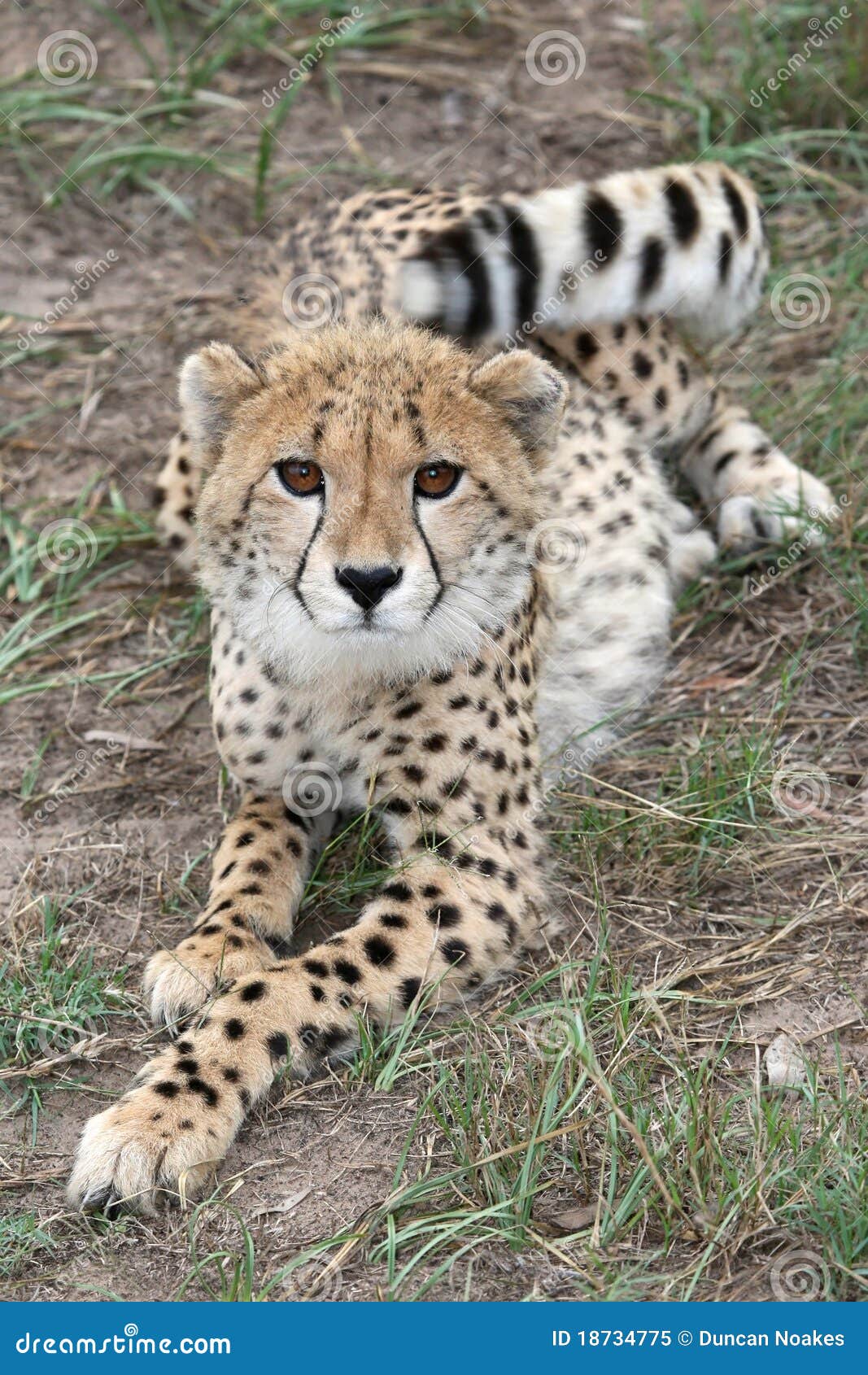 Guepardo Cub imagen de archivo. Imagen de cachorro, garras - 18734775