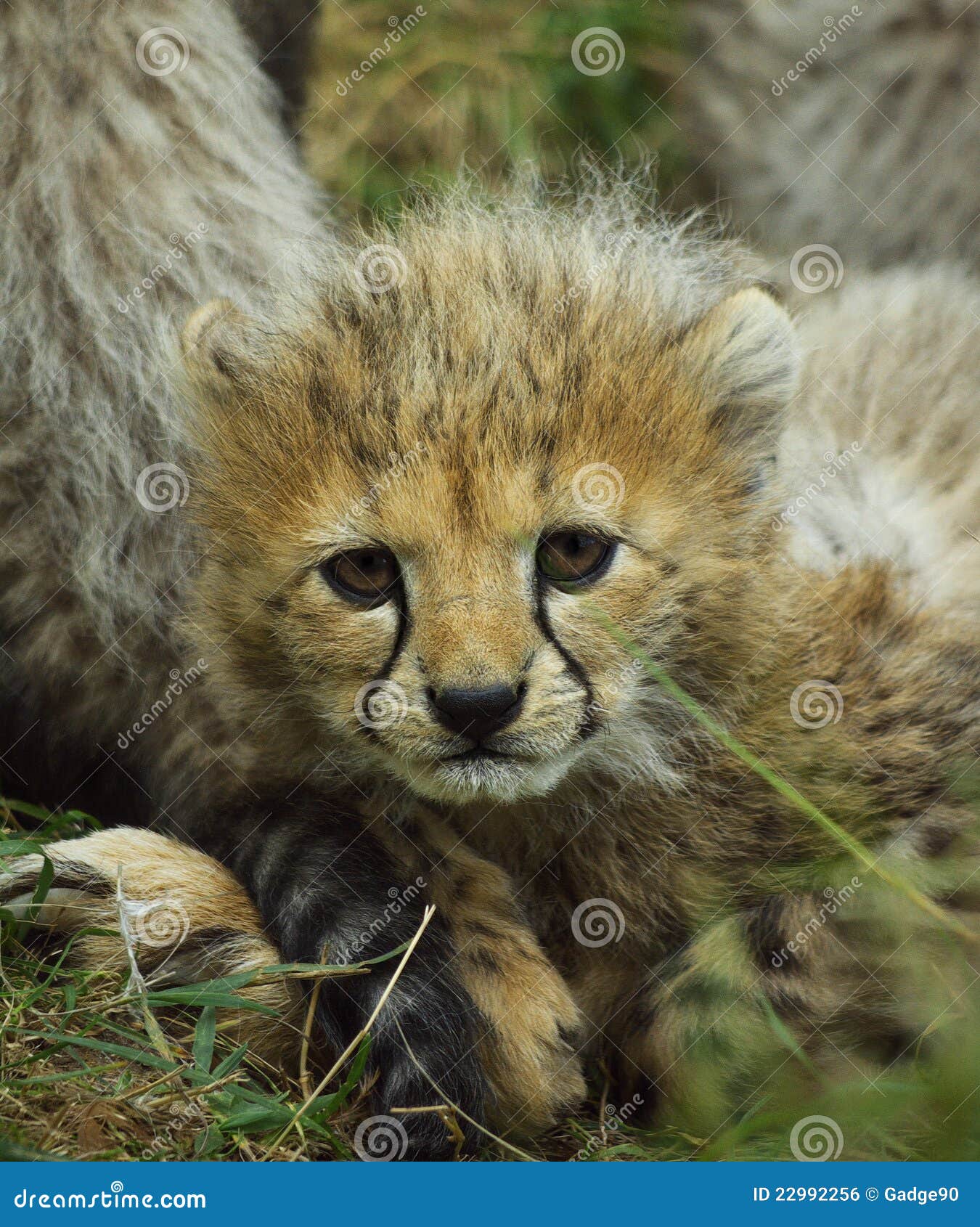 Guepardo Cub foto de archivo. Imagen de despredador, mullido - 22992256