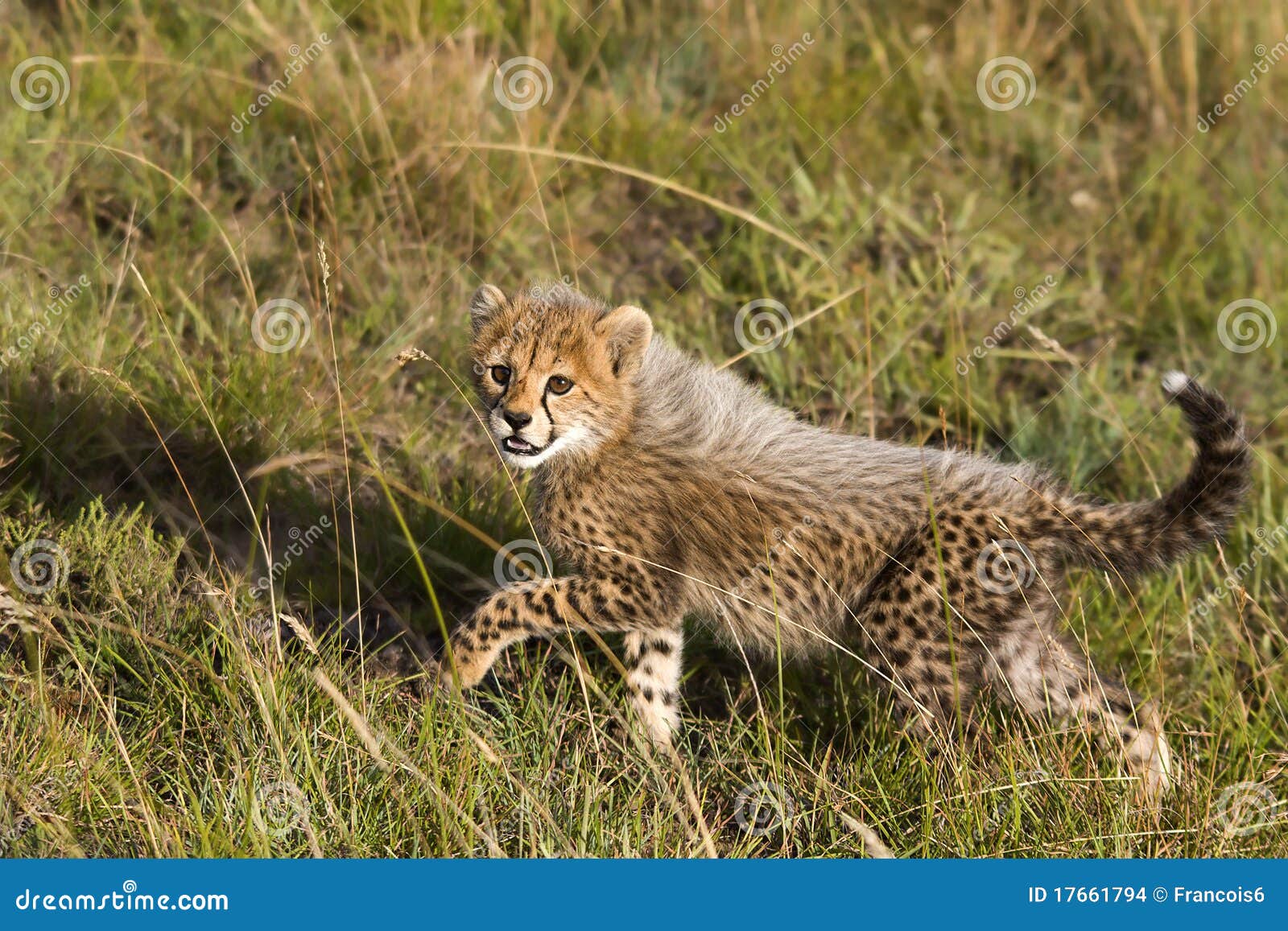 Guepardo del bebé foto de archivo. Imagen de salvaje - 17661794