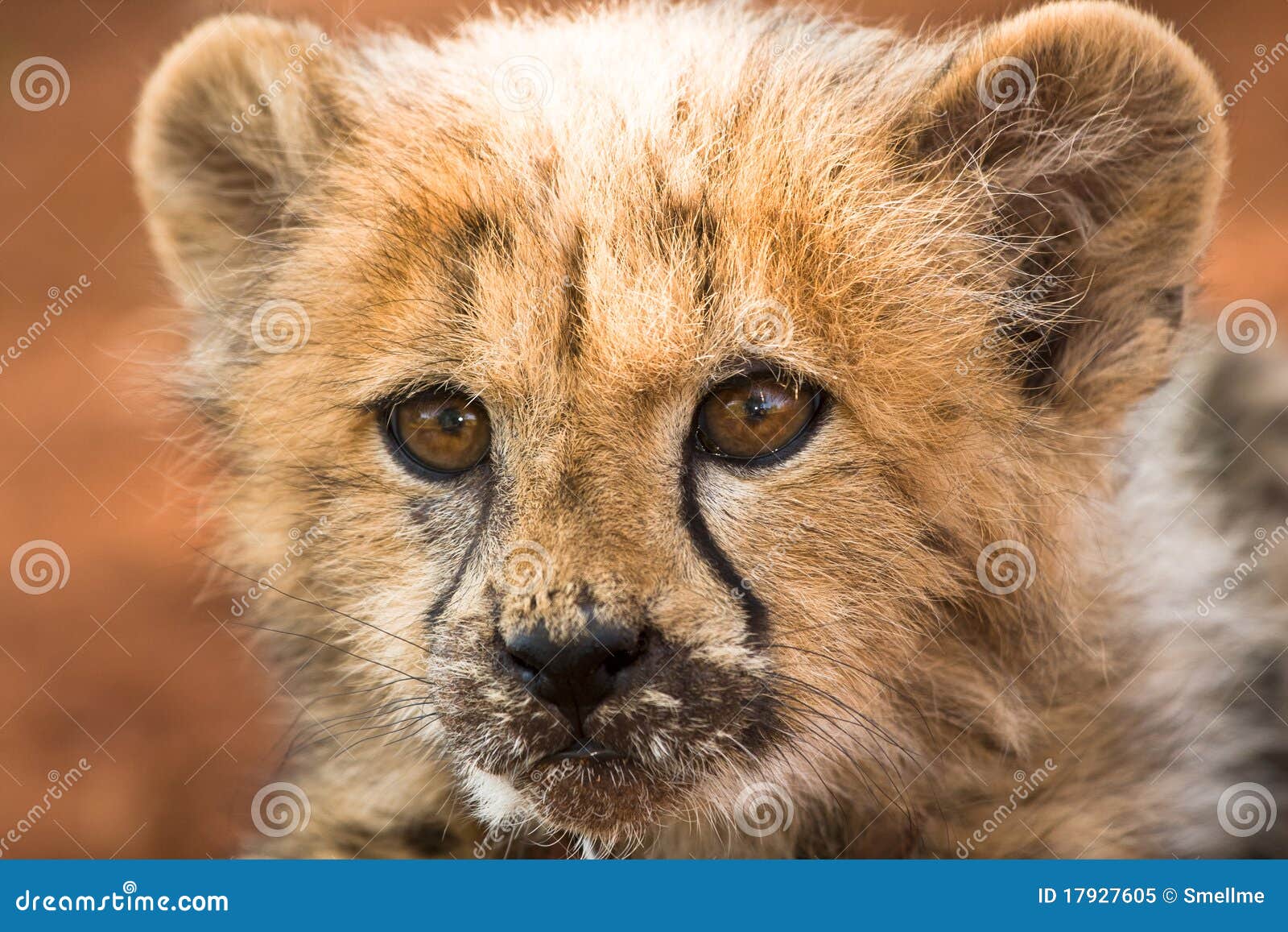 Guepardo del bebé imagen de archivo. Imagen de pelo, becerro - 17927605
