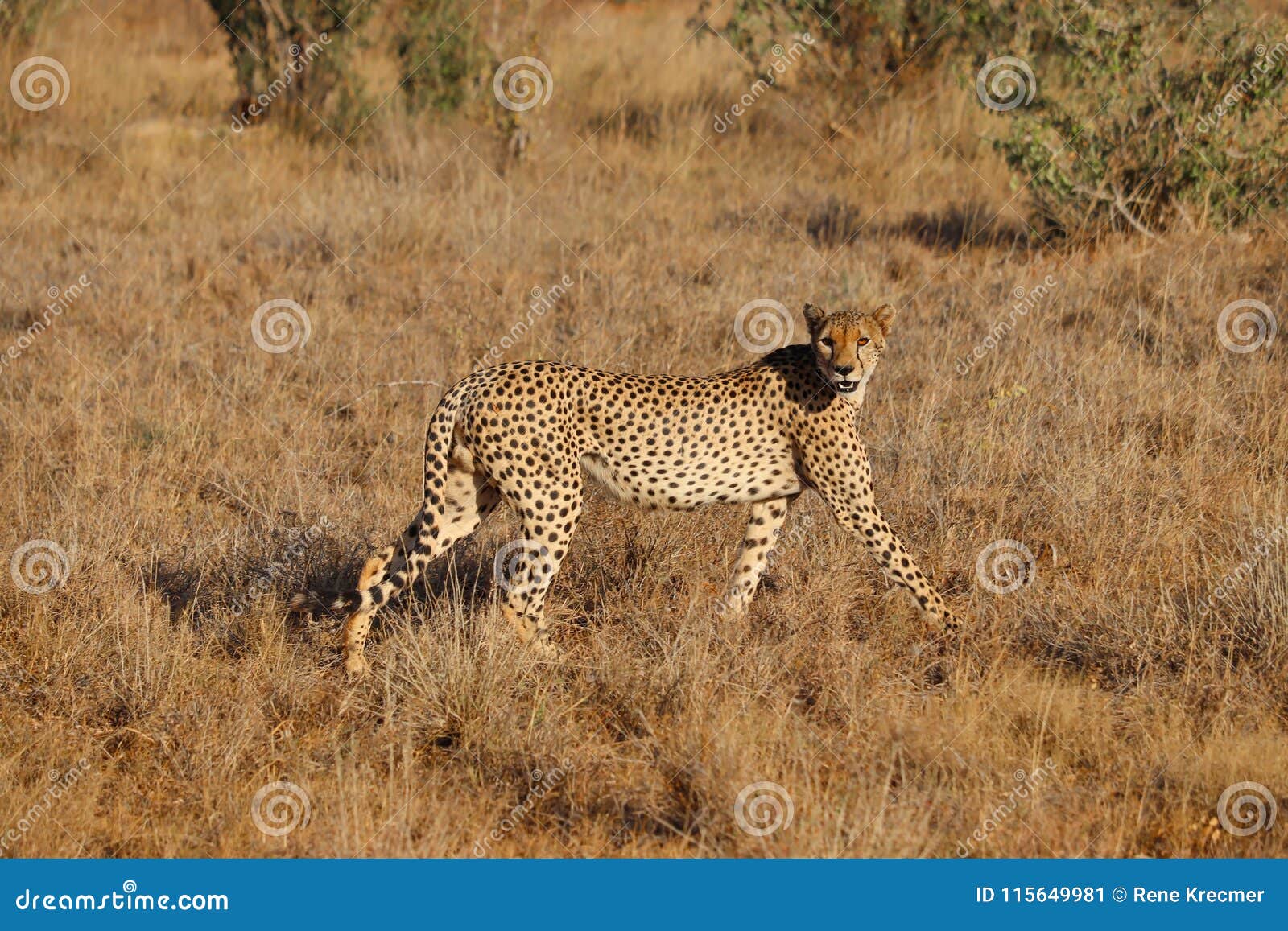 Guepardo En Caza En Una Sabana Seca Imagen de archivo - Imagen de ...