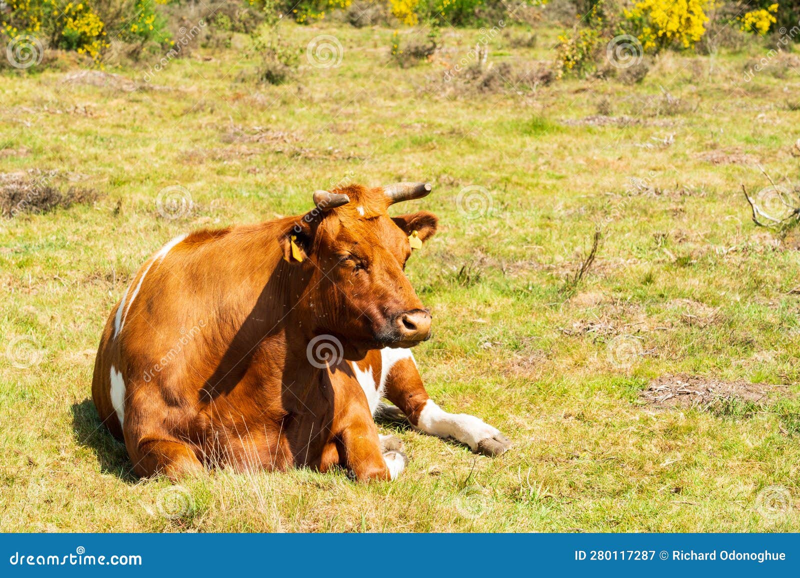 Guernsey Breed Of Cows Lying Down In A Field In Worcestershire Uk