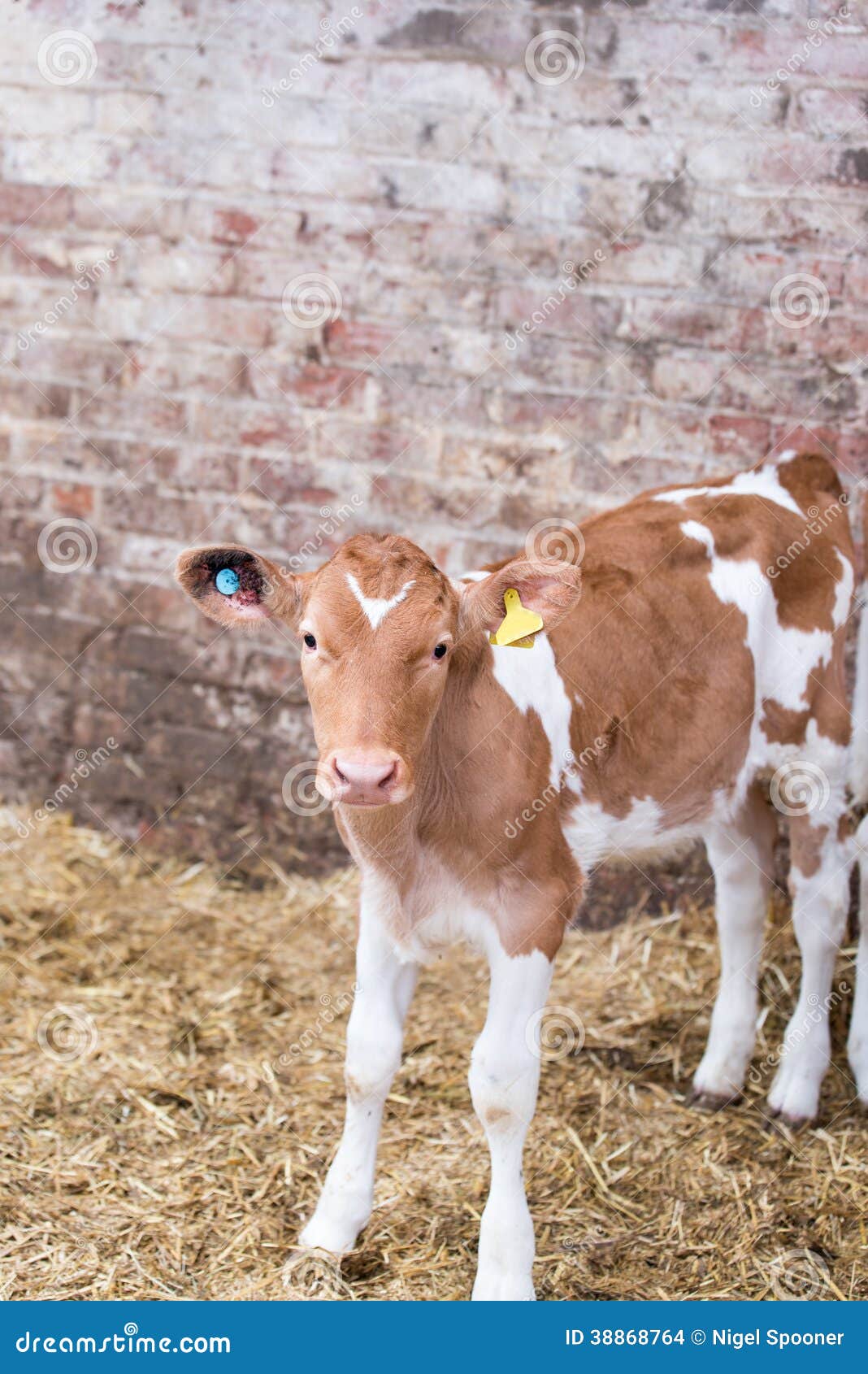 Guernsey calf stock photo. Image of domestic, hereford - 38868764