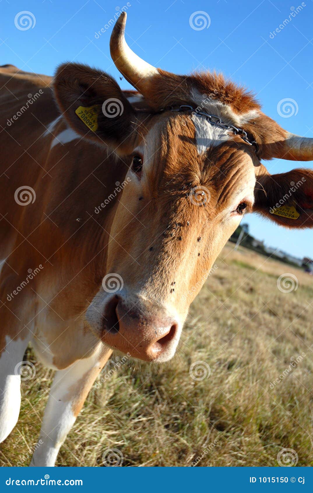 A Guernsey Cow stock photo. Image of animal, legs, nostrils - 1015150
