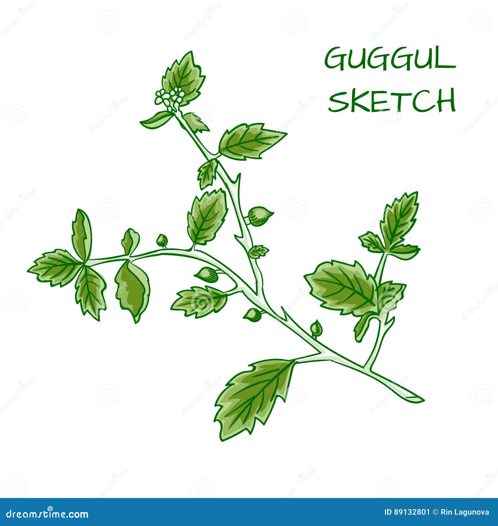 Guggul Hand Drawn VECTOR Colorful Sketch. Stock Vector - Illustration ...