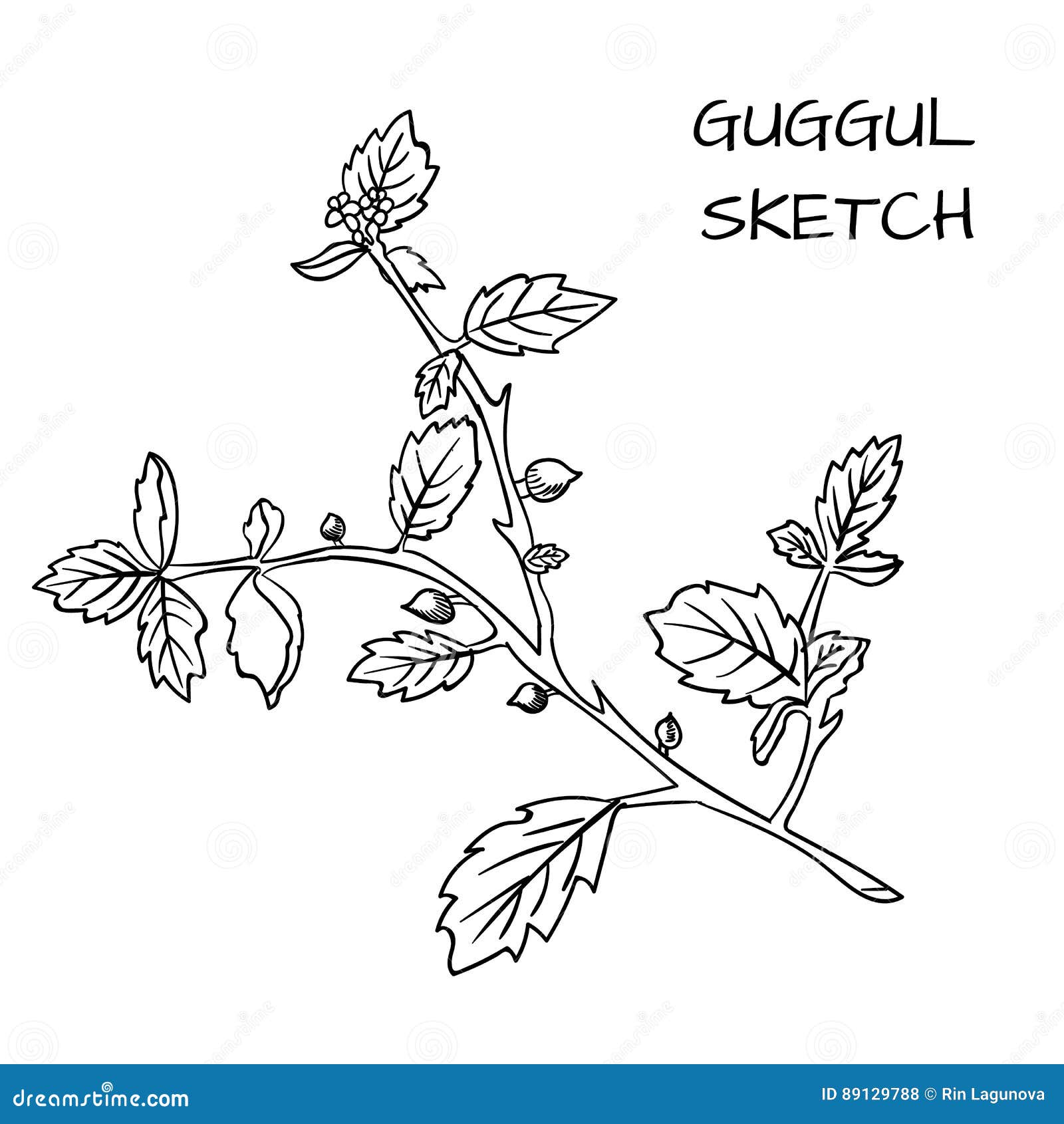 Guggul Hand Drawn VECTOR Outline Sketch, Black Contour. Stock Vector ...