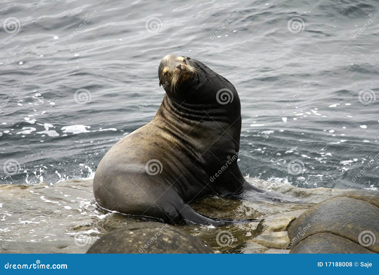 Guiño Del León De Mar En Roca Foto de archivo - Imagen de brillante ...