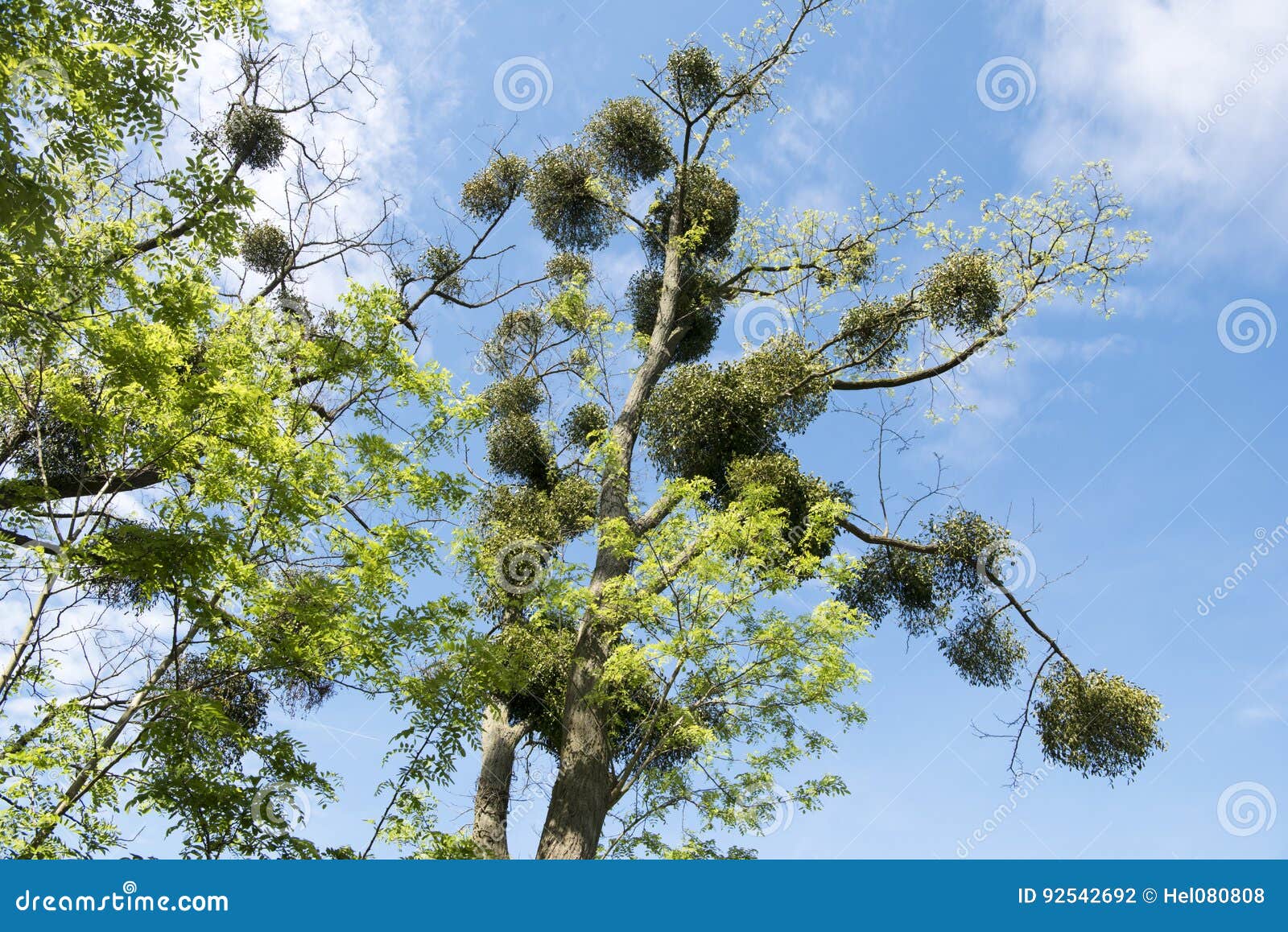 Gui dans l'arbre photo stock. Image du commun, centrale - 92542692