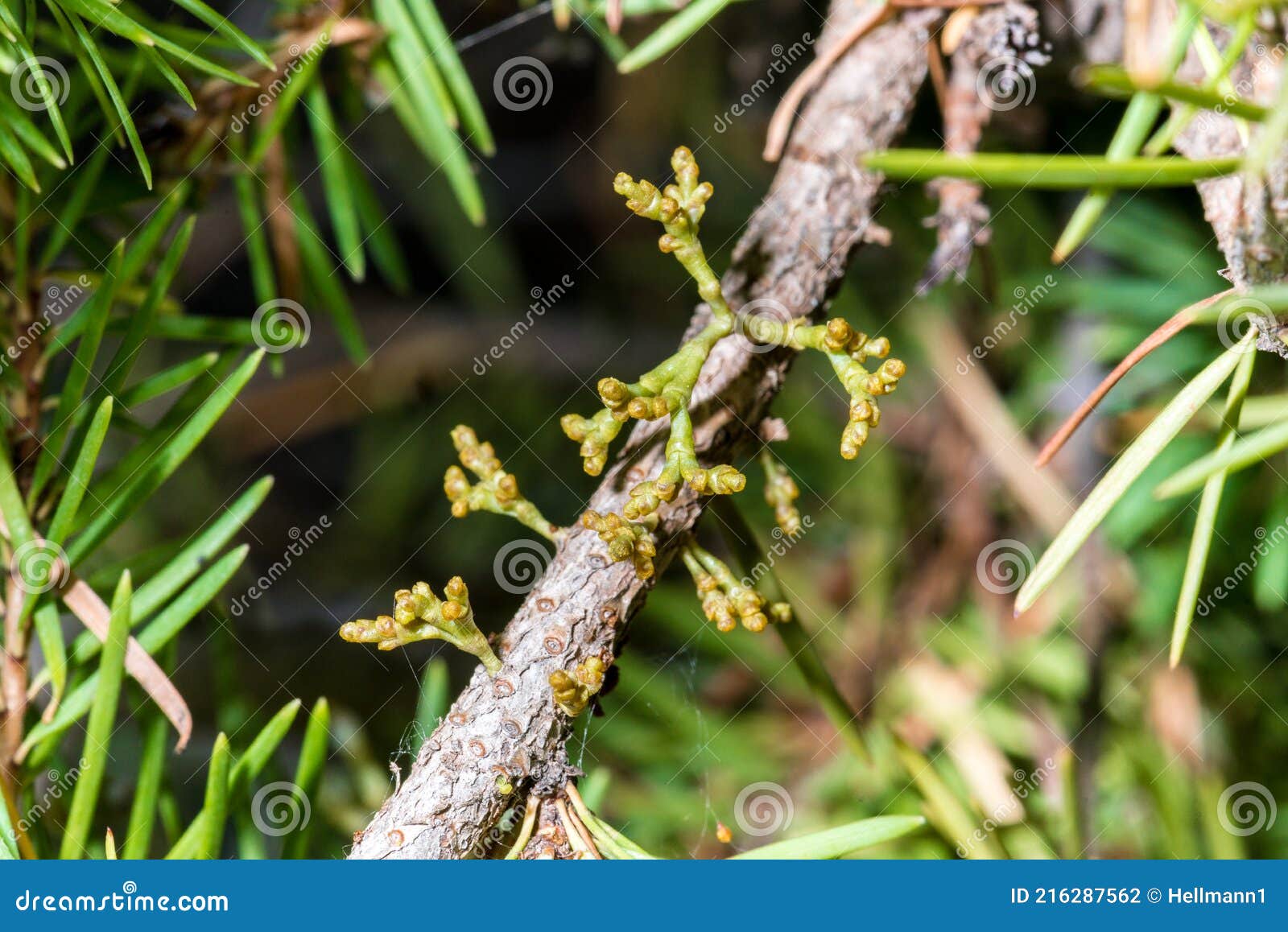 Gui nain photo stock. Image du couvert, flore, arbuste - 216287562
