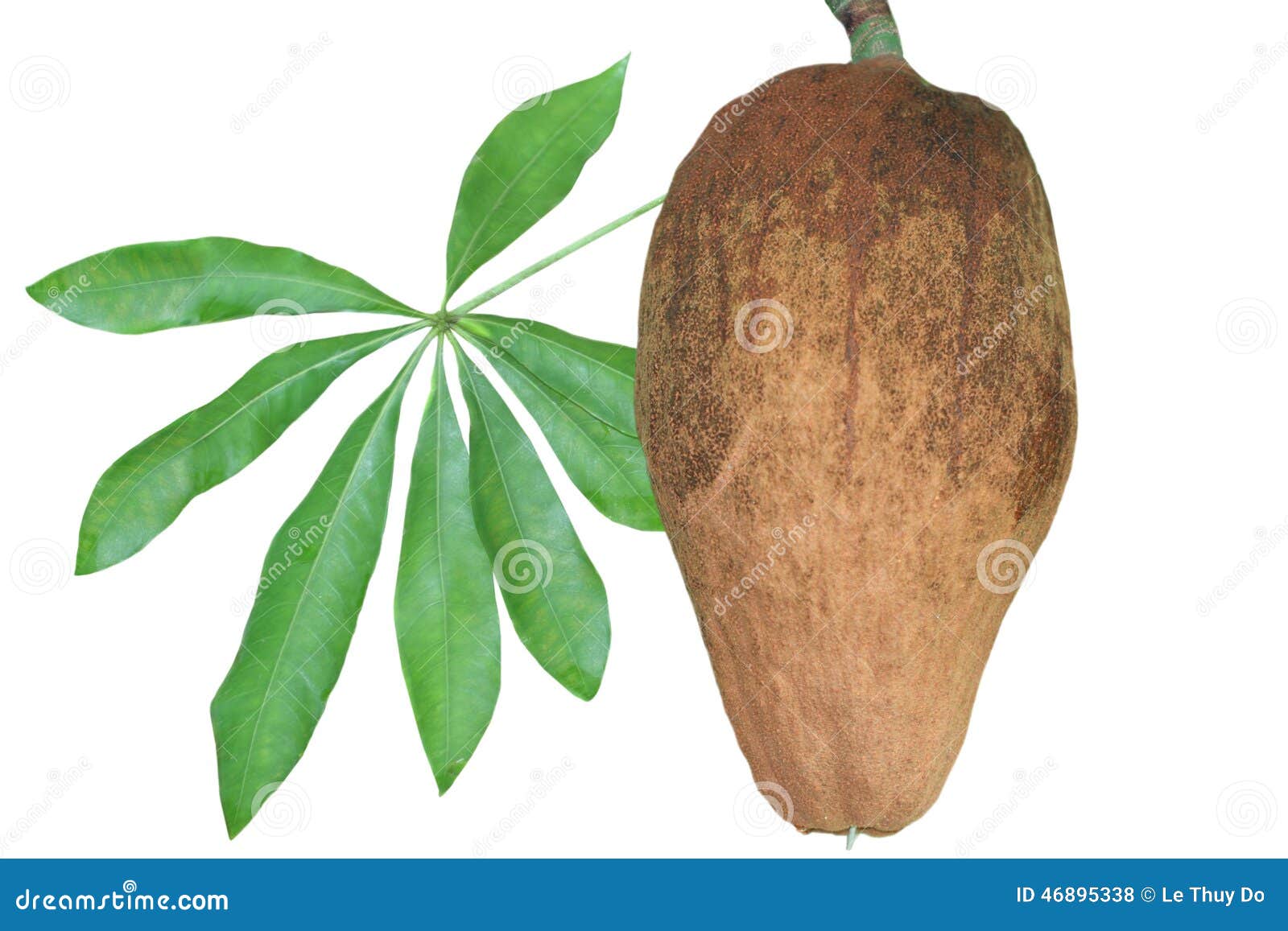 Guiana Chestnut stock photo. Image of closeup, botany - 46895338