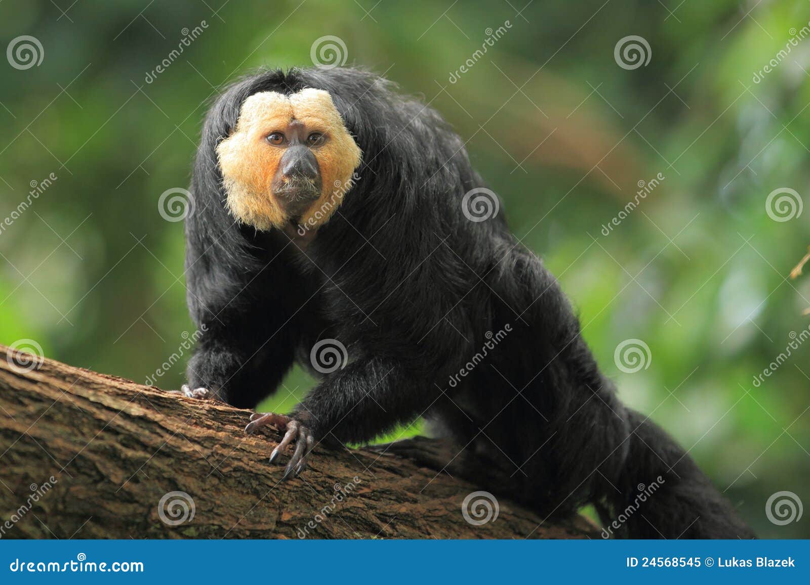 Guianan saki stock image. Image of faced, nature, gazing - 24568545