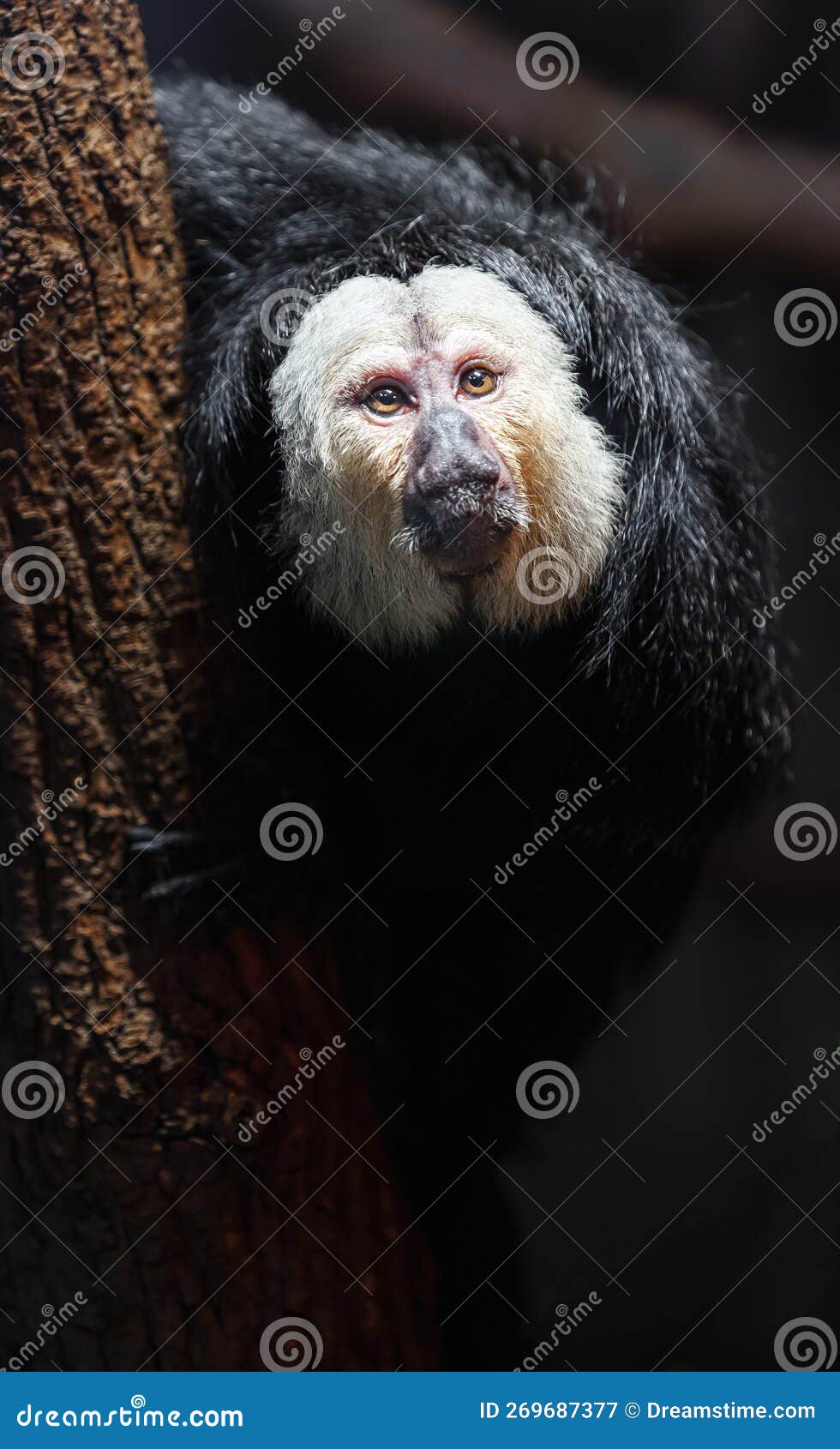 Guianan Saki stock image. Image of chimpanzee, hanging - 269687377