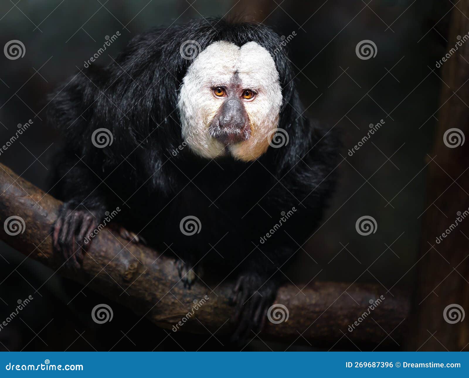 Guianan Saki - Pithecia Pithecia, Beautiful Rare Shy Primate Stock ...