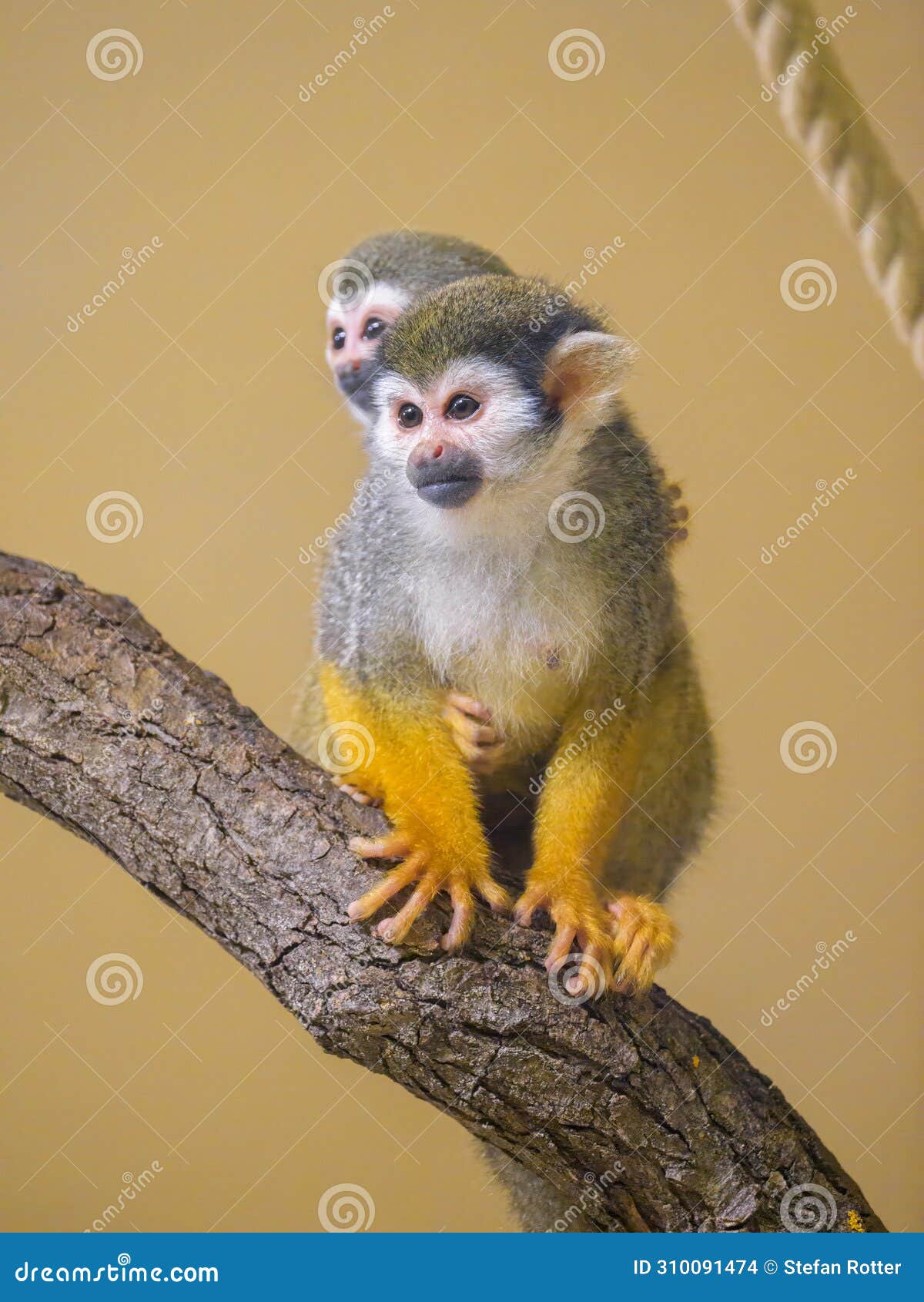 A Guianan Squirrel Monkey Sitting on a Branch Stock Photo - Image of ...
